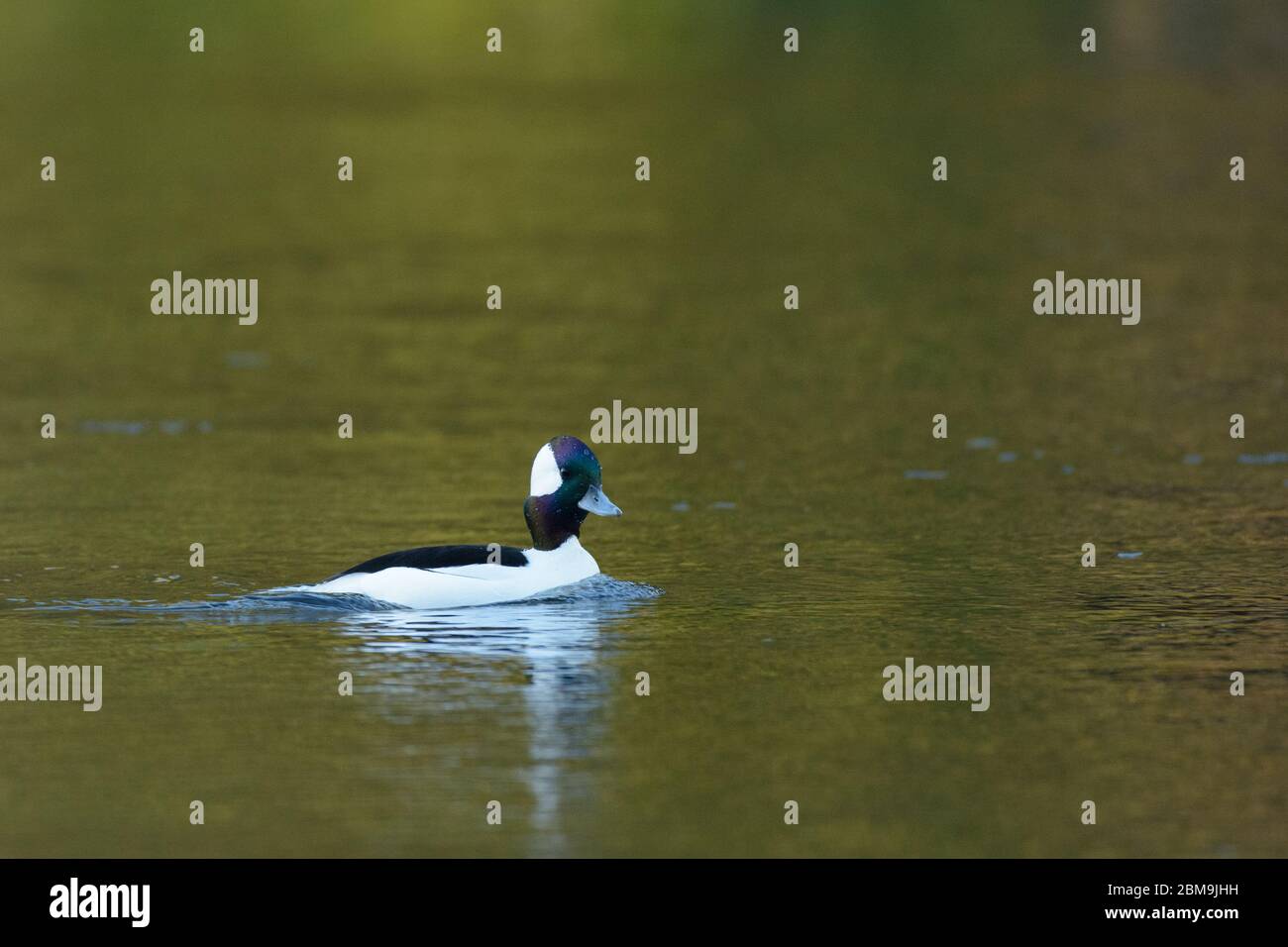 Bufflehead duck male drake swimming water Stock Photo - Alamy