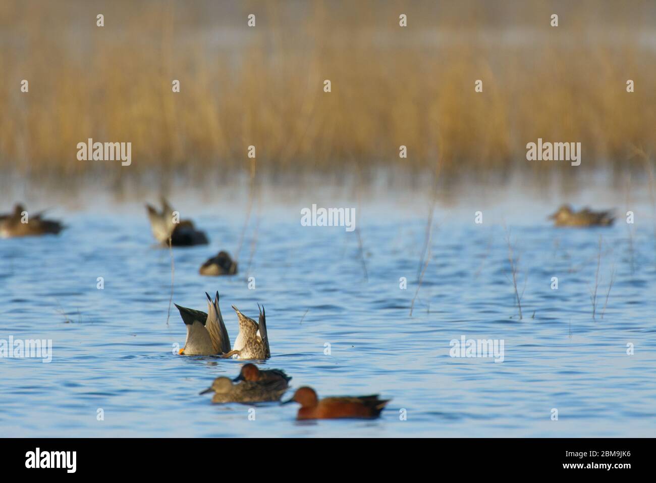 Ducks bobbing in the water hi-res stock photography and images - Alamy