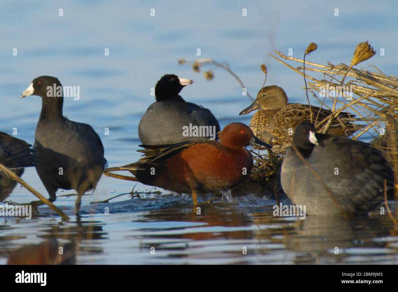cinnamon teal duck surrounded by a group of american coots Stock Photo ...