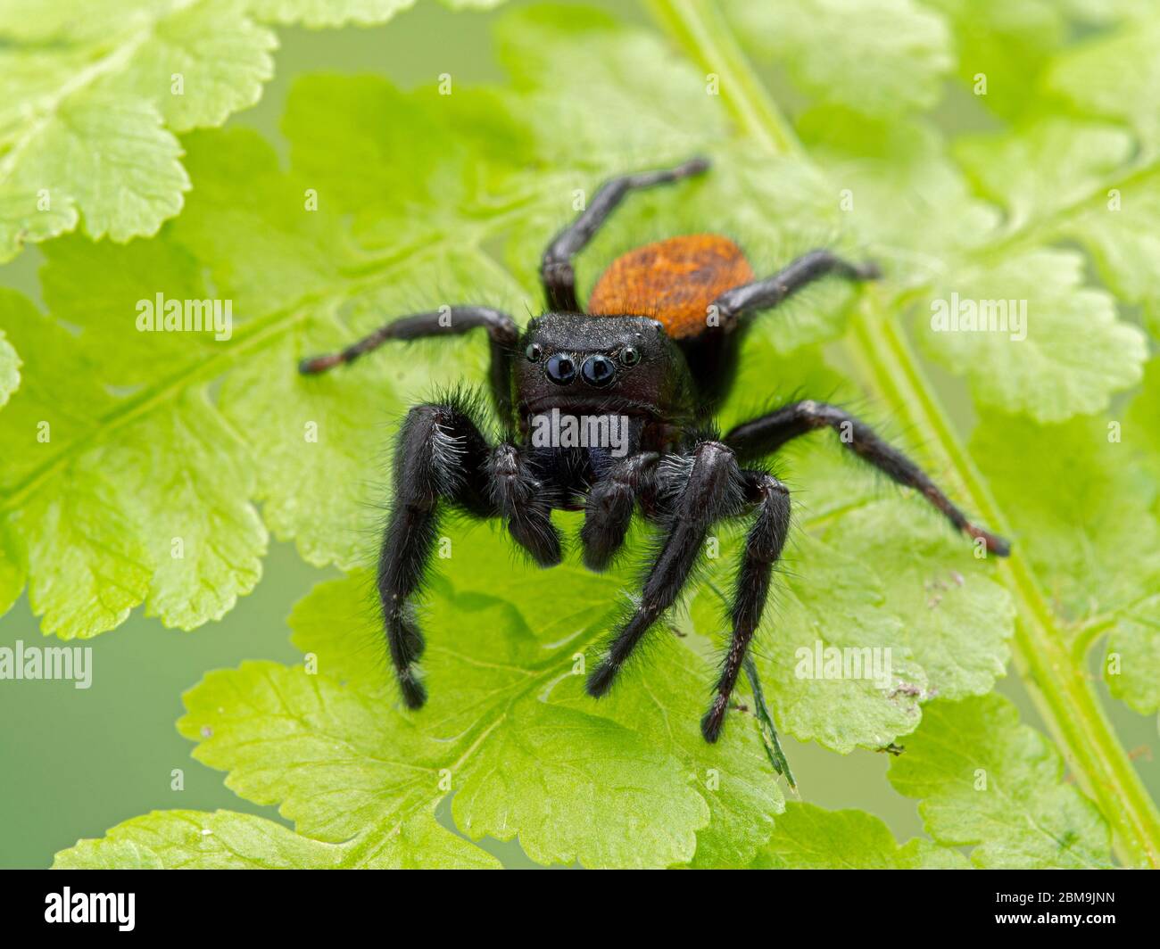 Spider on fern hi-res stock photography and images - Alamy