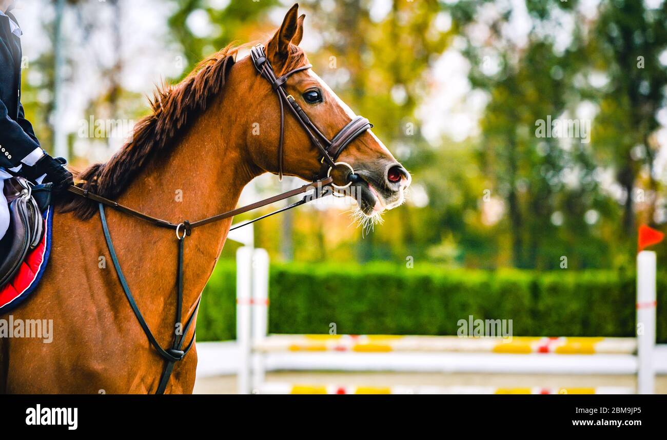 Rideron sorrel horse in jumping show, equestrian sports. Light-brown ...
