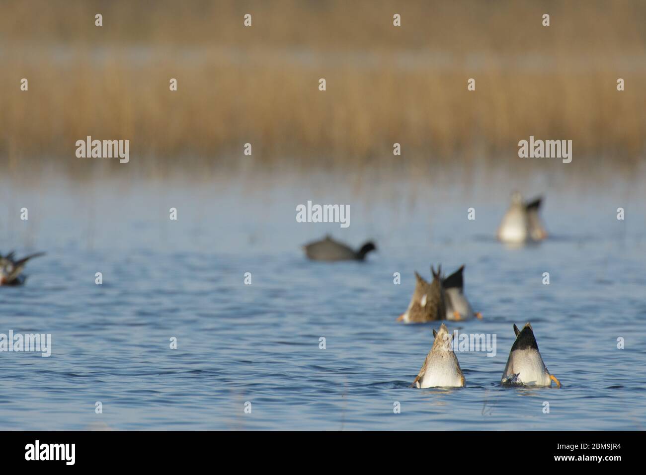Tail bobbing hi-res stock photography and images - Alamy