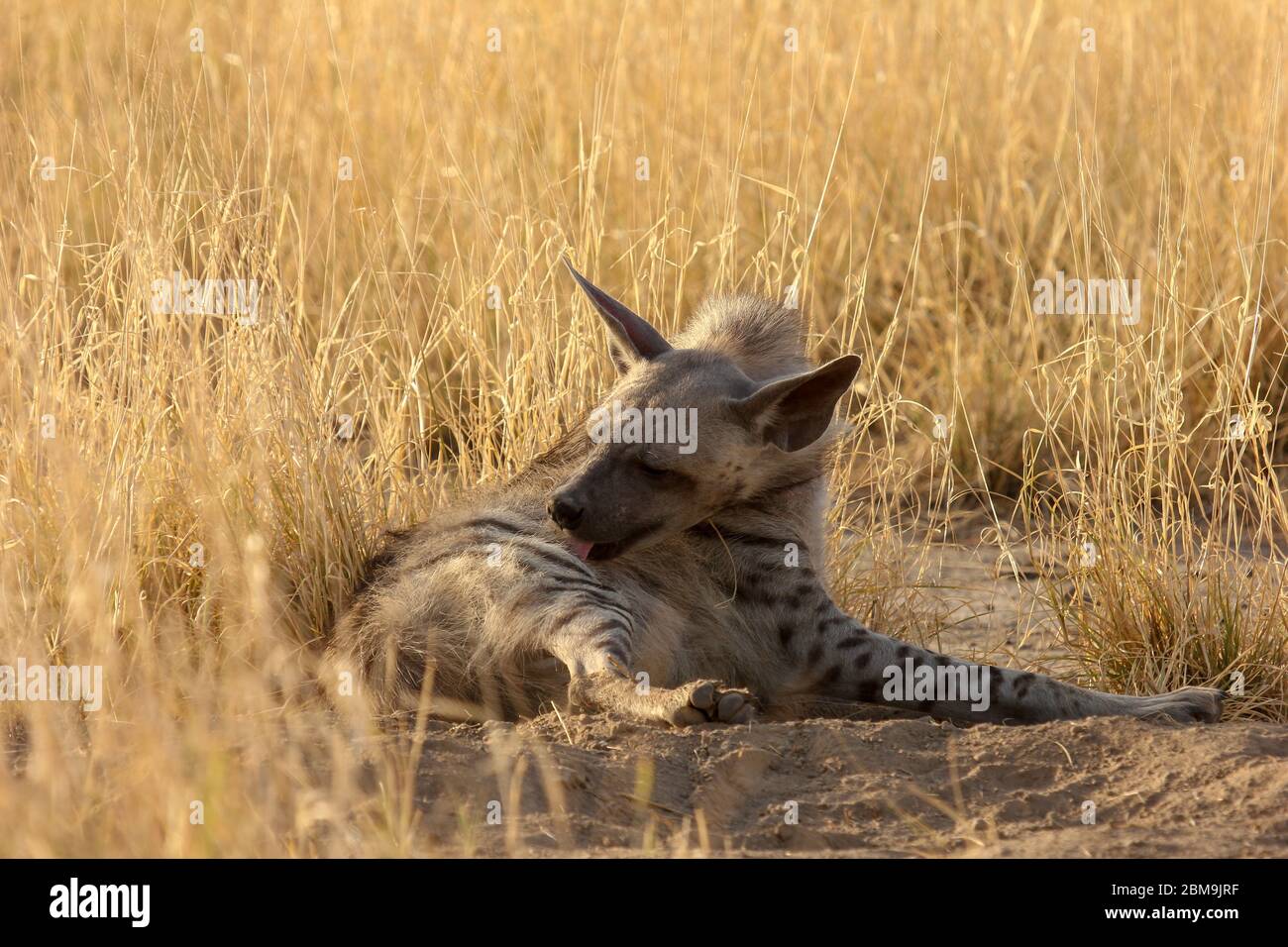 Zarakh hi-res stock photography and images - Alamy