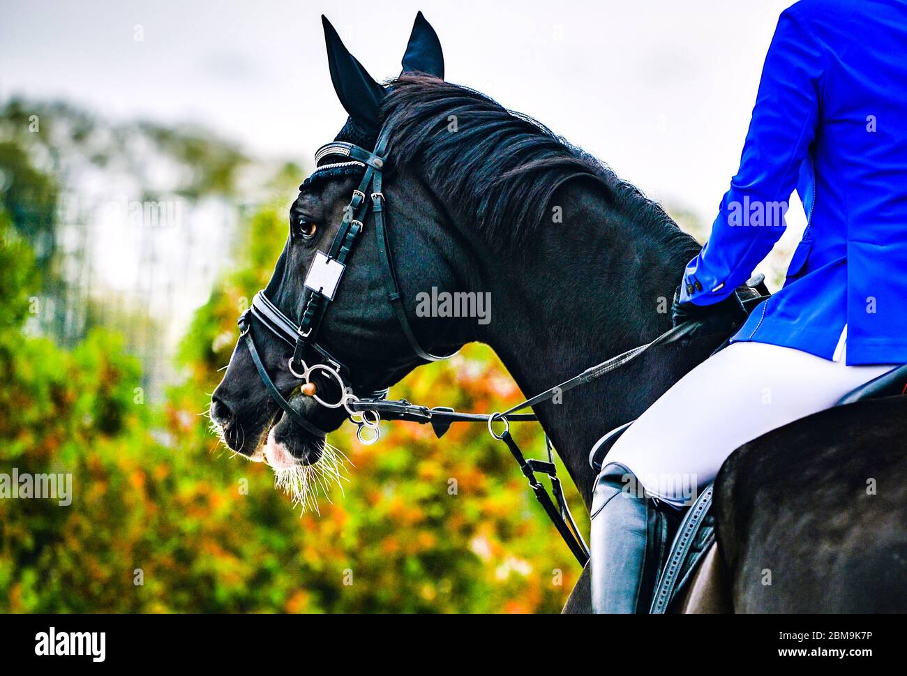 Black dressage horse and rider in uniform performing jump at show ...