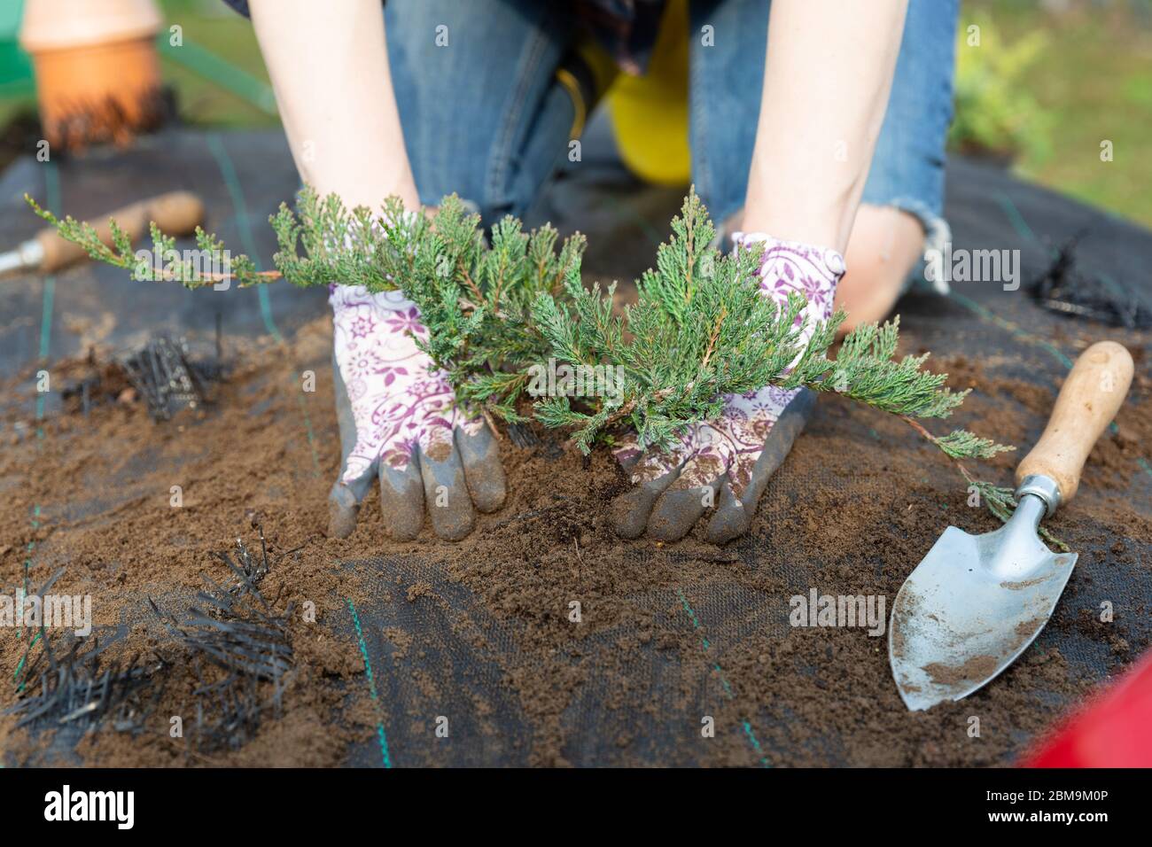 Women plating tree in a garden. Home gardening and improvement concept ...
