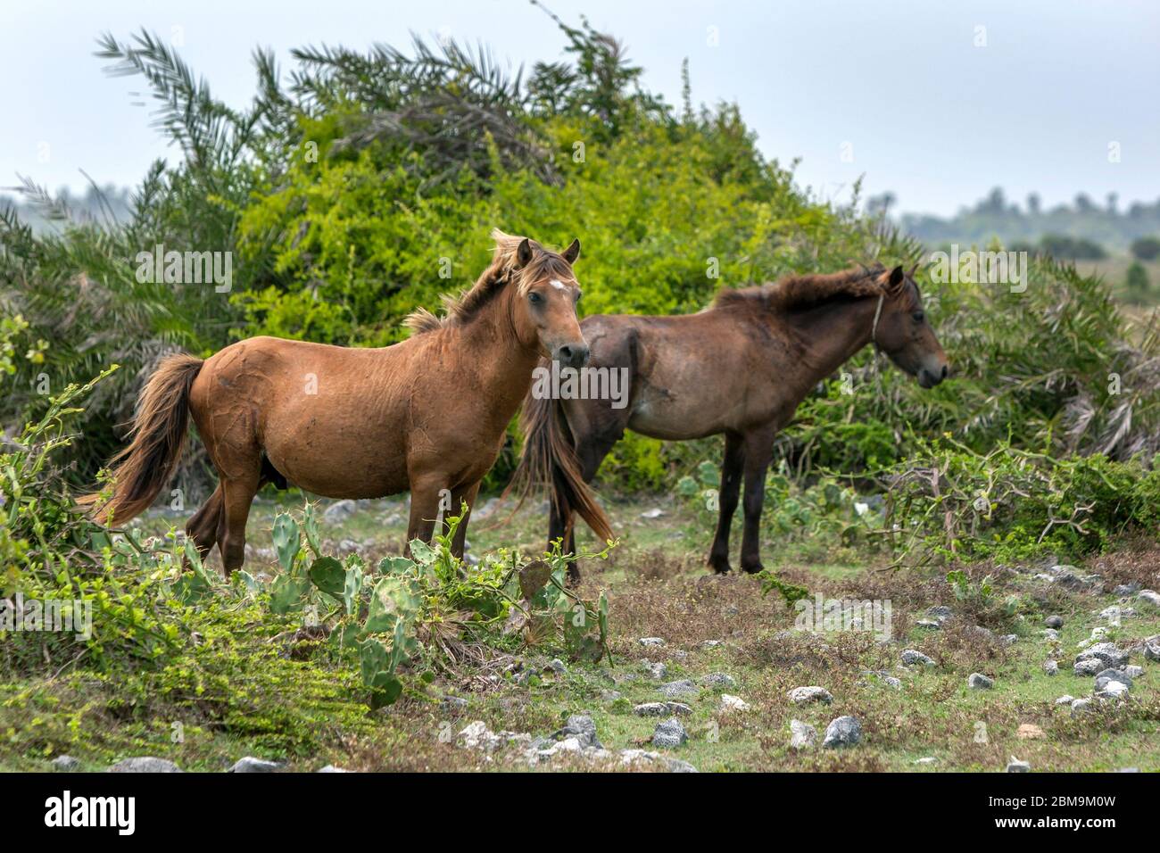 Portuguese horses hi-res stock photography and images - Alamy