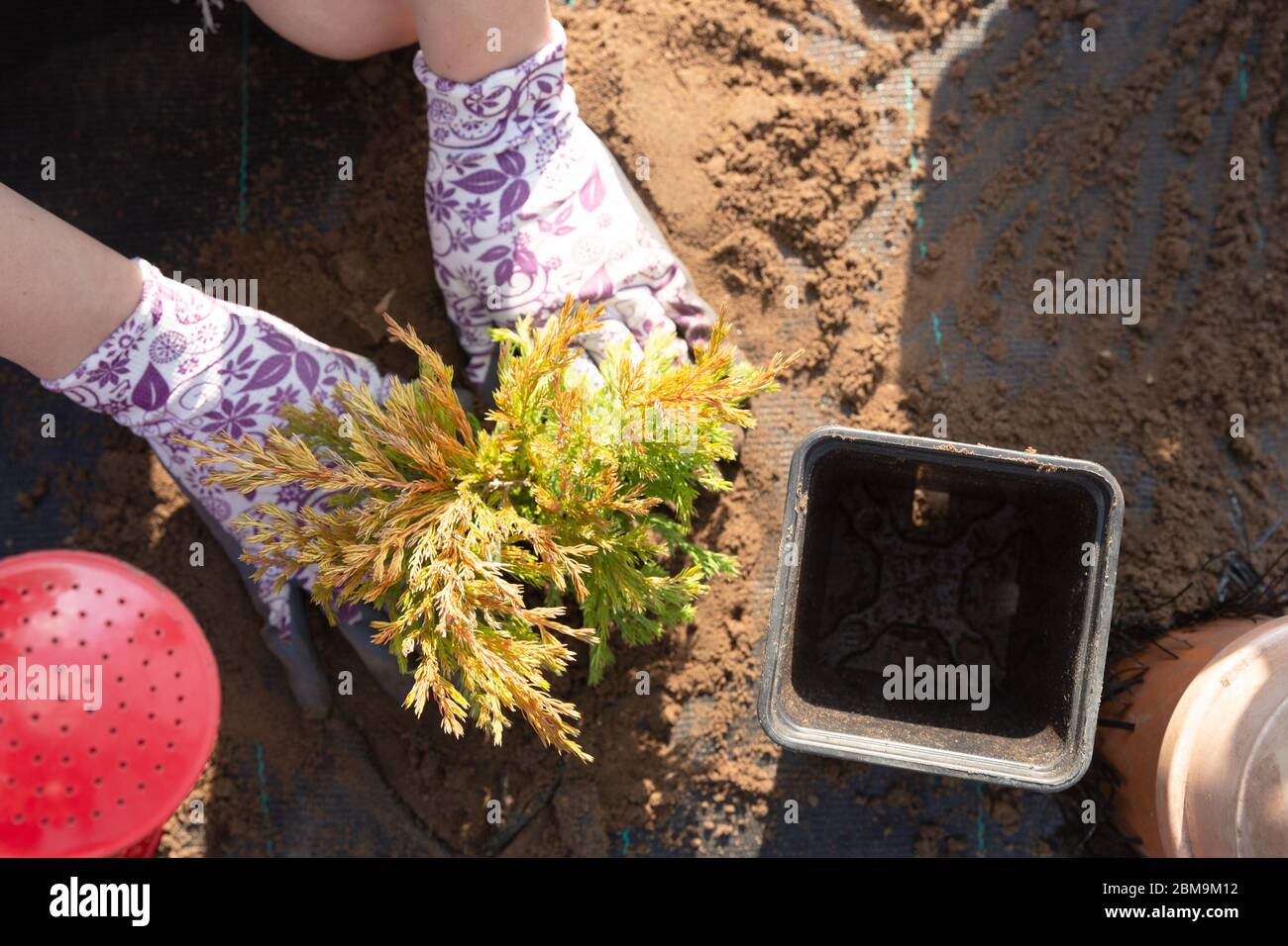 Women plating tree in a garden. Home gardening and improvement concept ...