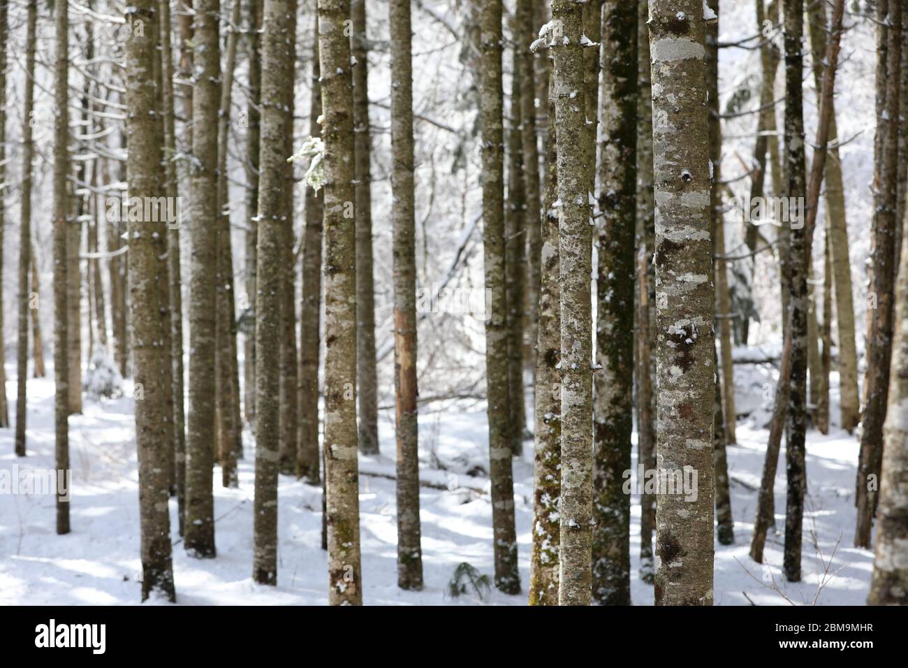 Beautiful Korean Winter Trees Stock Photo - Alamy