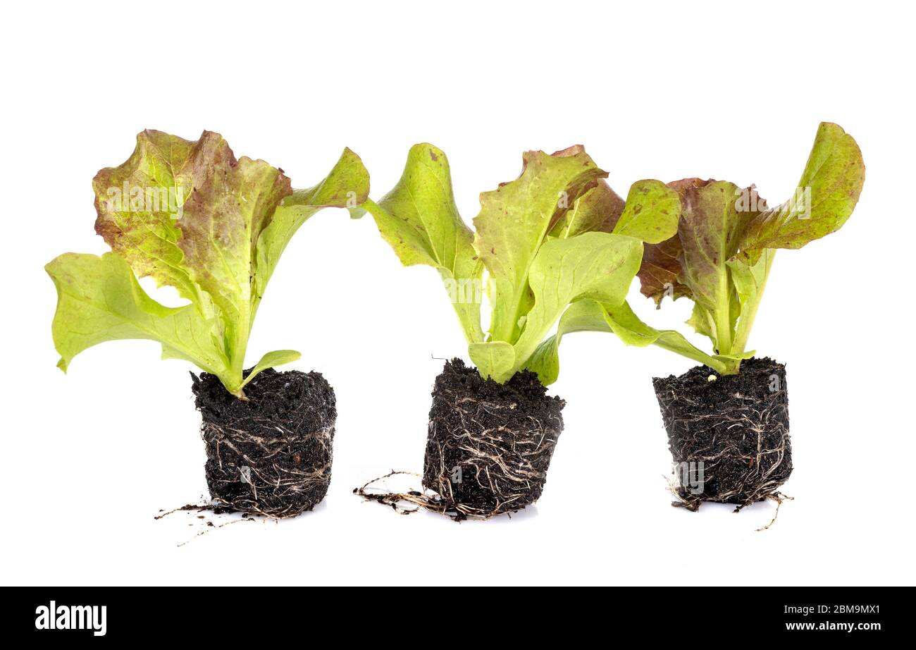 lettuce seedling in front of white background Stock Photo - Alamy