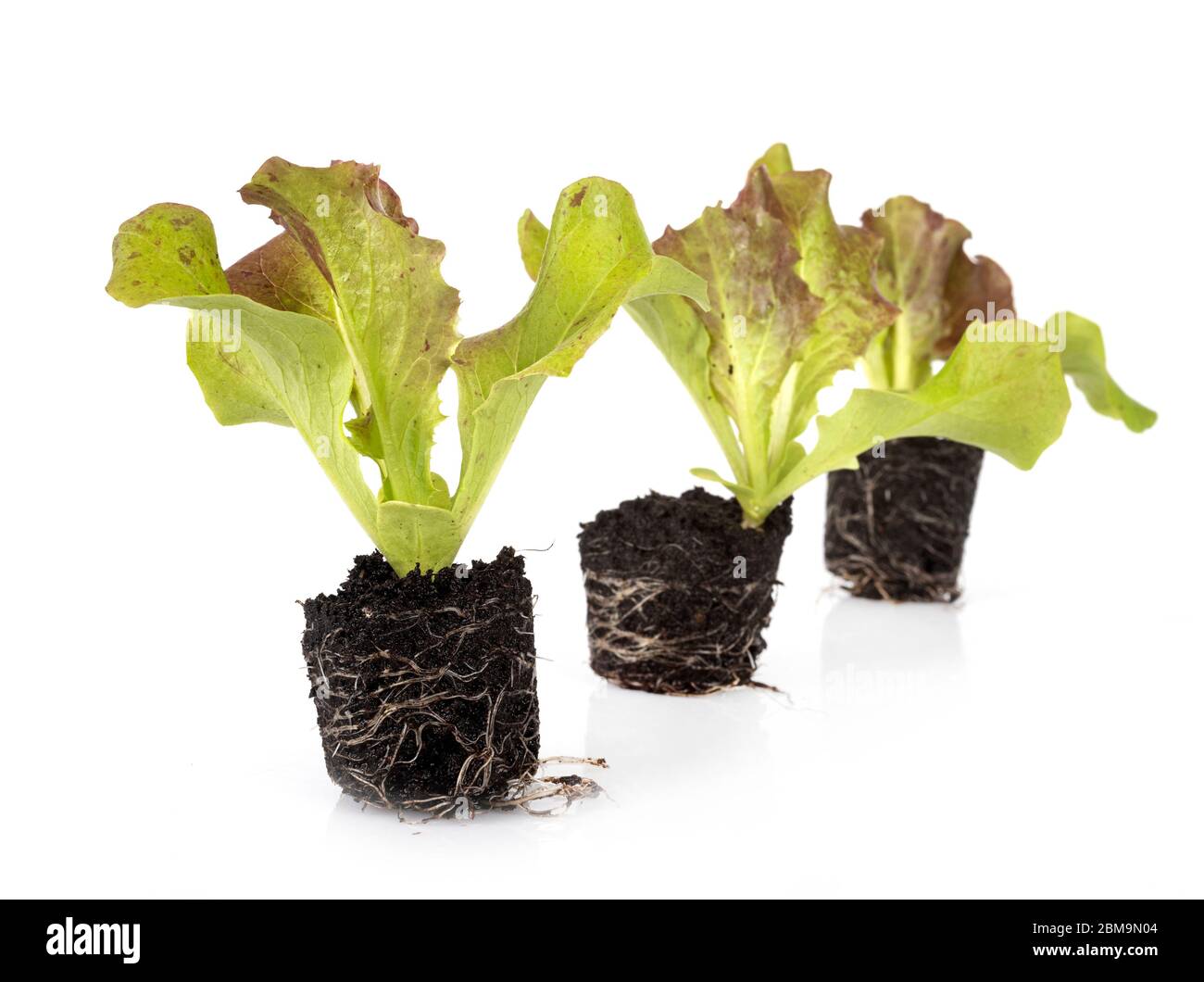 lettuce seedling in front of white background Stock Photo - Alamy