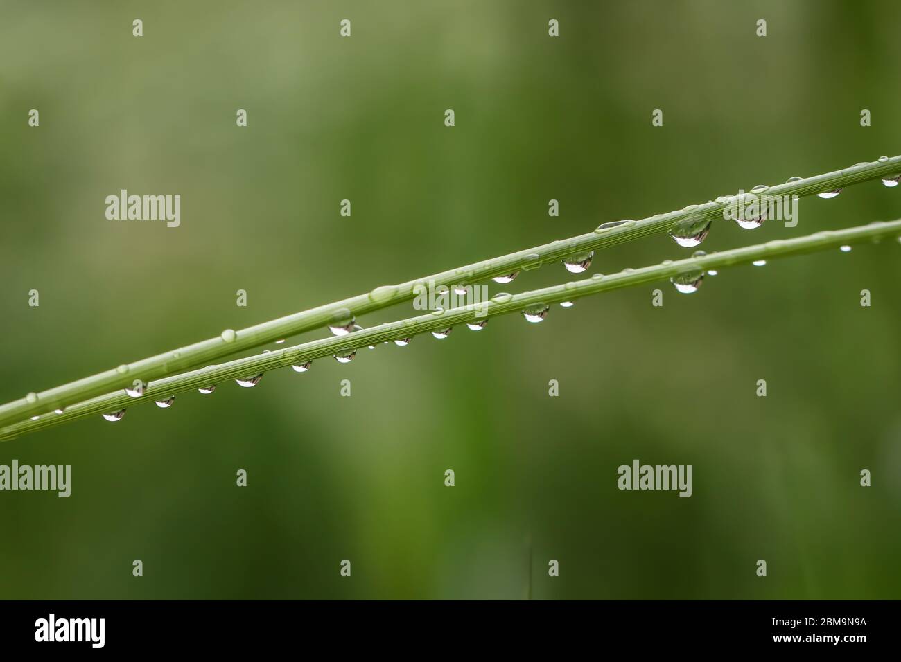 String water drops hi-res stock photography and images - Alamy