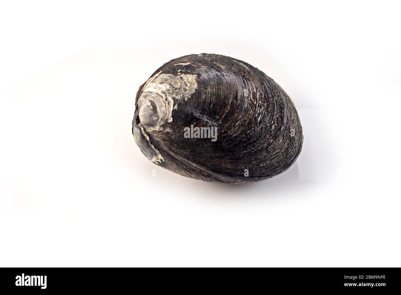 sea shell in isolated Stock Photo - Alamy