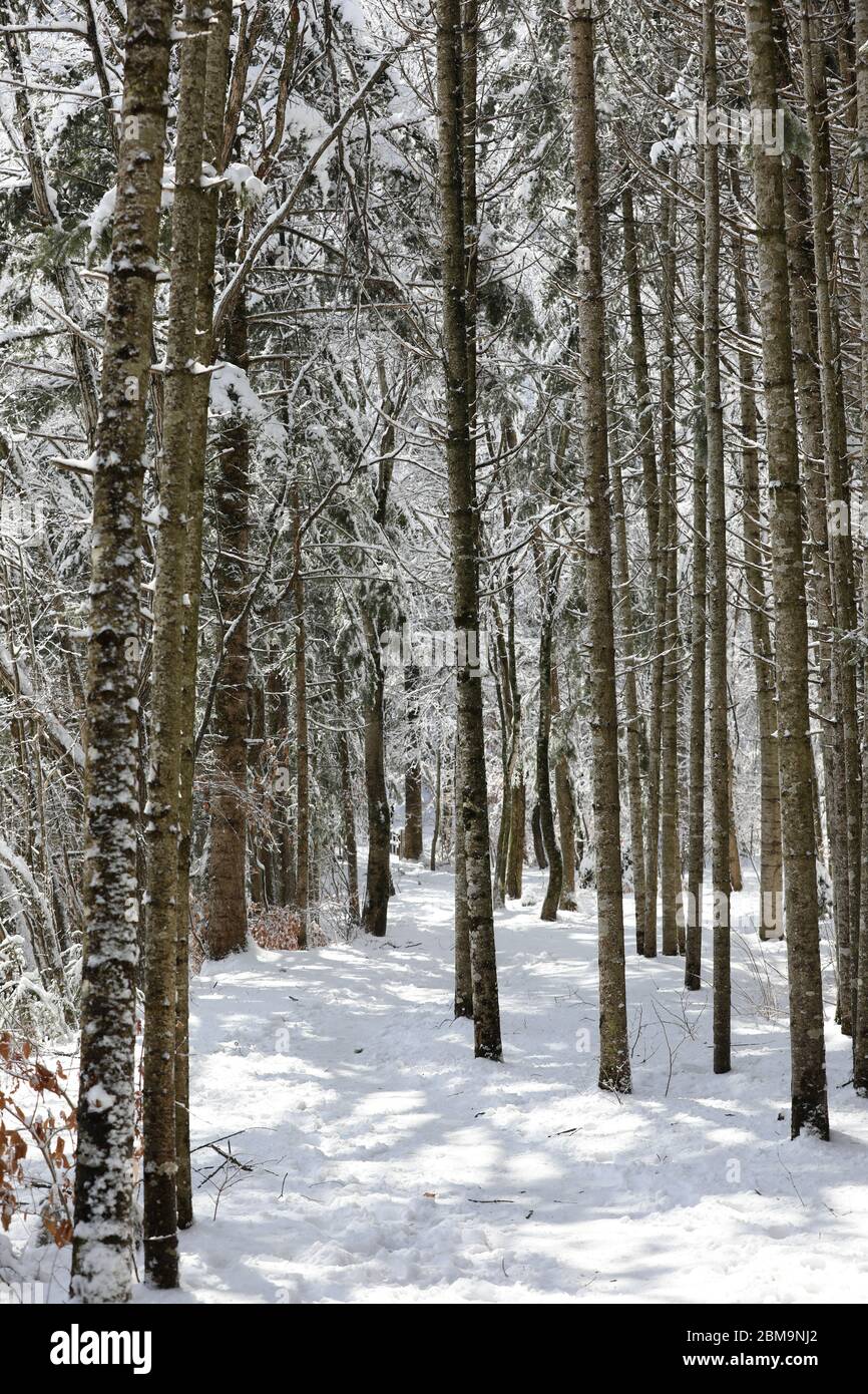 Snowy winter forest road. Odaesan national park, Gangwon-do, Korea ...