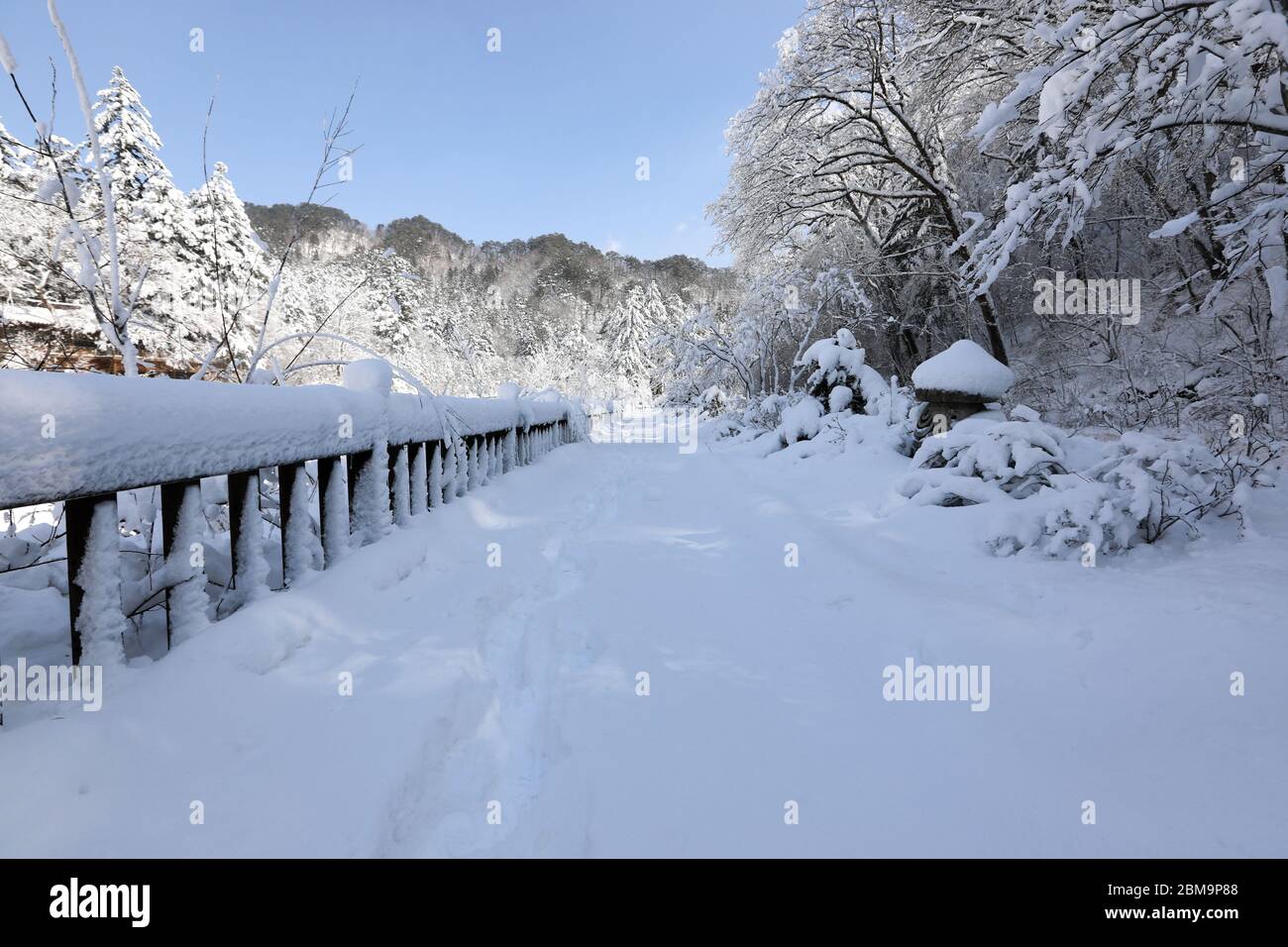 Korean forest hi-res stock photography and images - Alamy