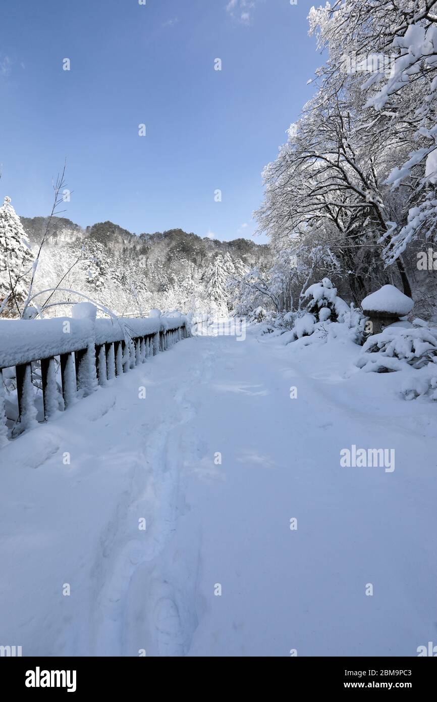 Snowy winter forest road and blue sky. Odaesan national park, Gangwon ...