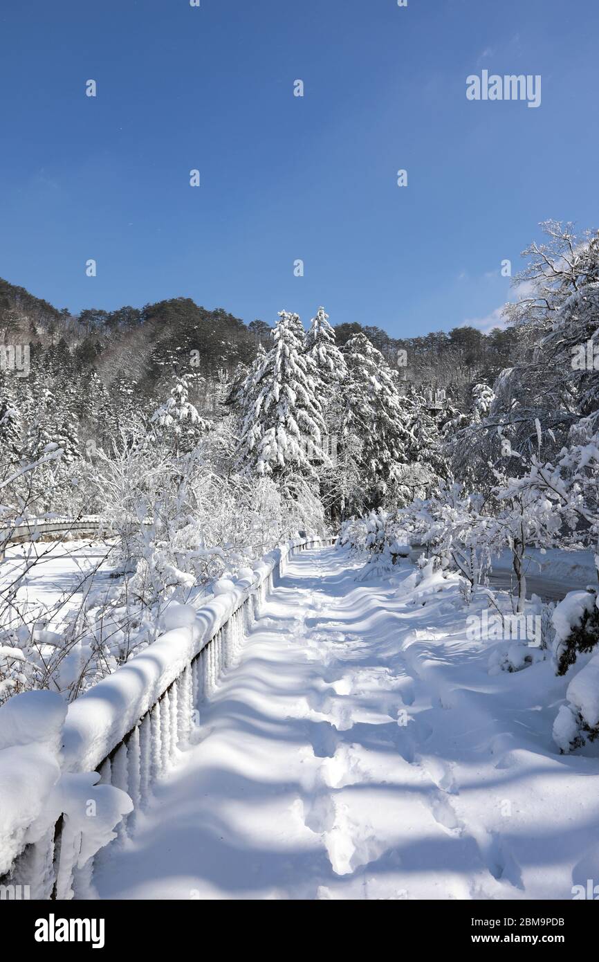 Snowy winter forest road and blue sky. Odaesan national park, Gangwon ...