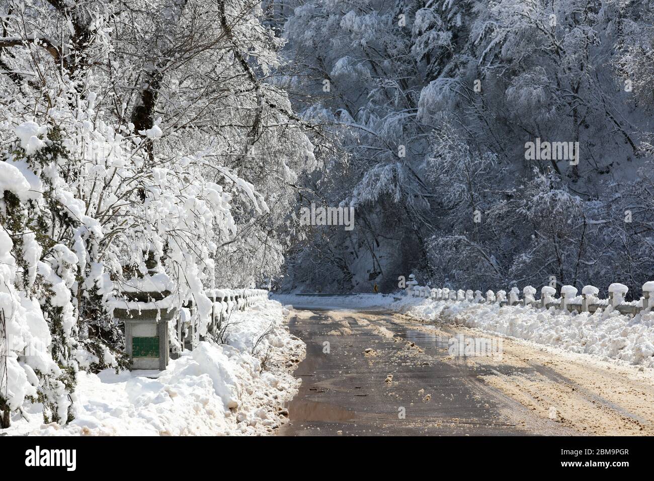 Snowy winter forest road. Odaesan national park, Gangwon-do, Korea ...