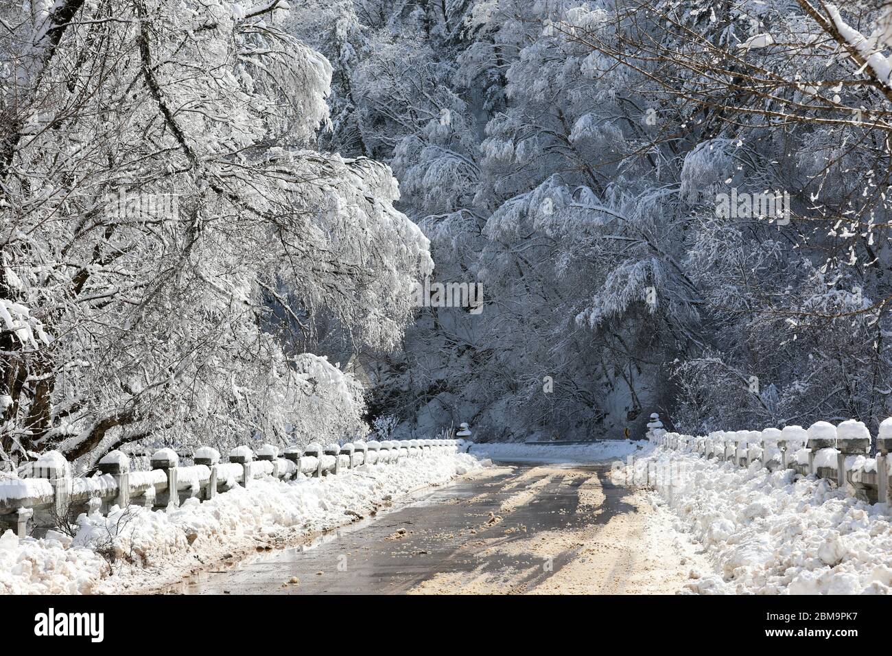 Snowy winter forest road. Odaesan national park, Gangwon-do, Korea ...