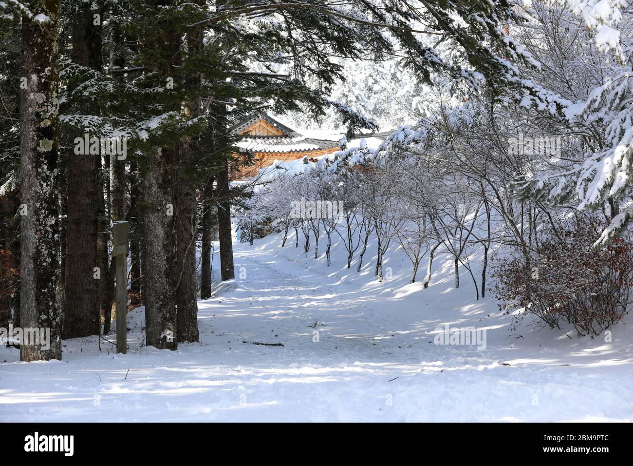 Korean forest hi-res stock photography and images - Alamy