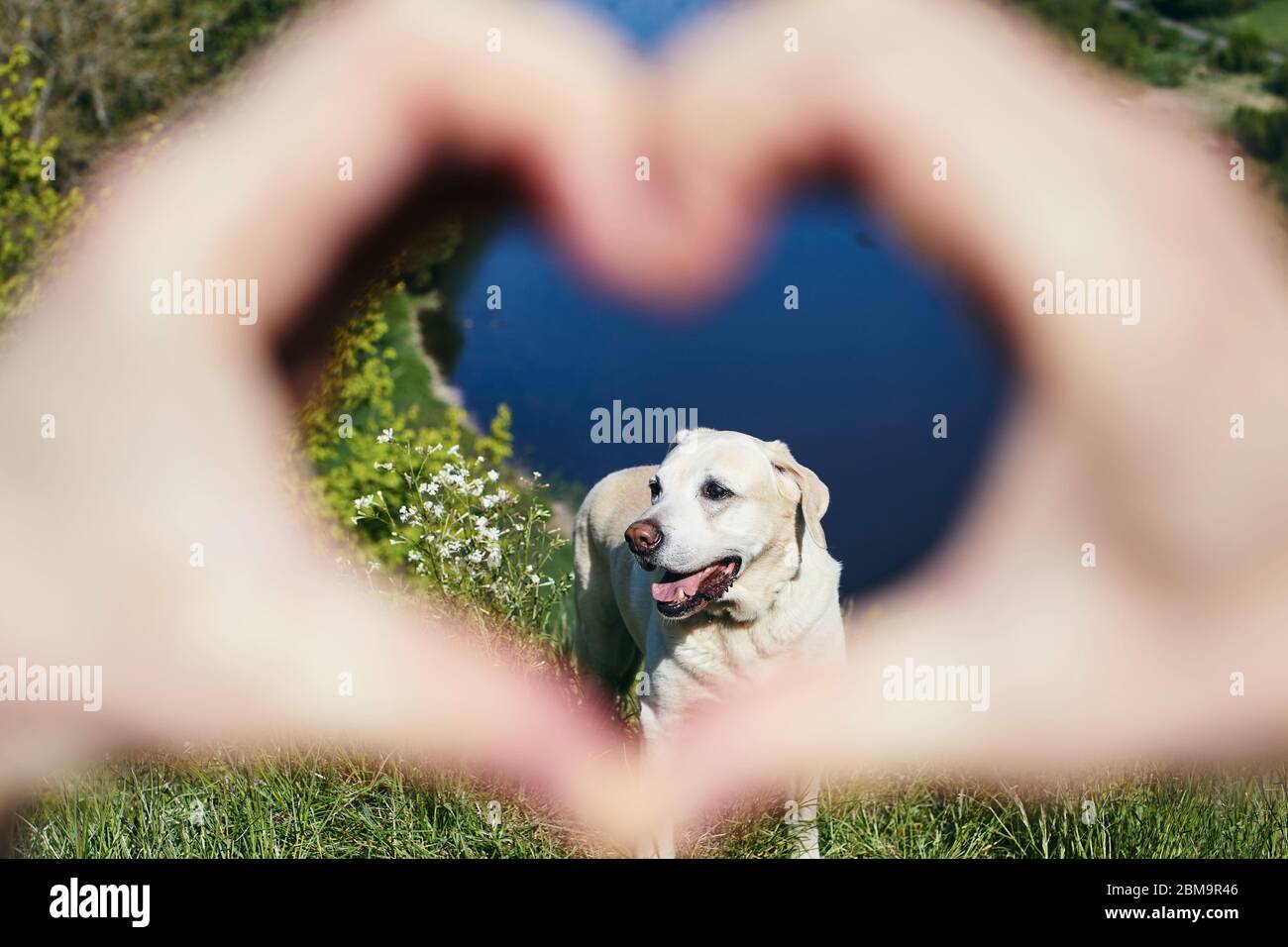 Human hands dog hi-res stock photography and images - Alamy