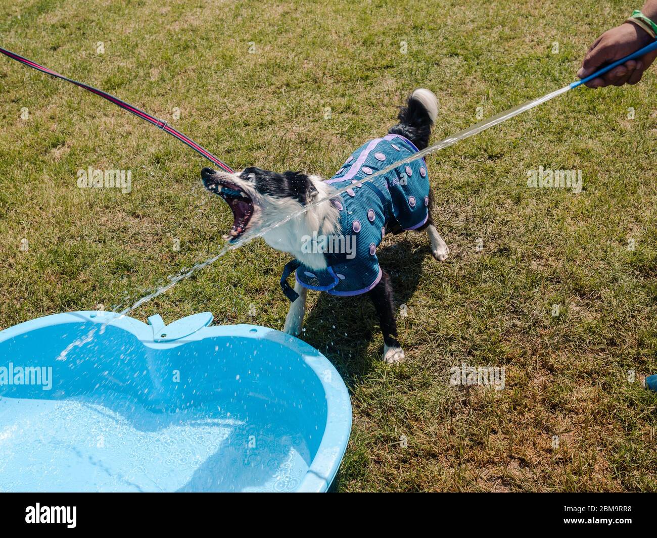 Competition field domestic hi-res stock photography and images - Alamy