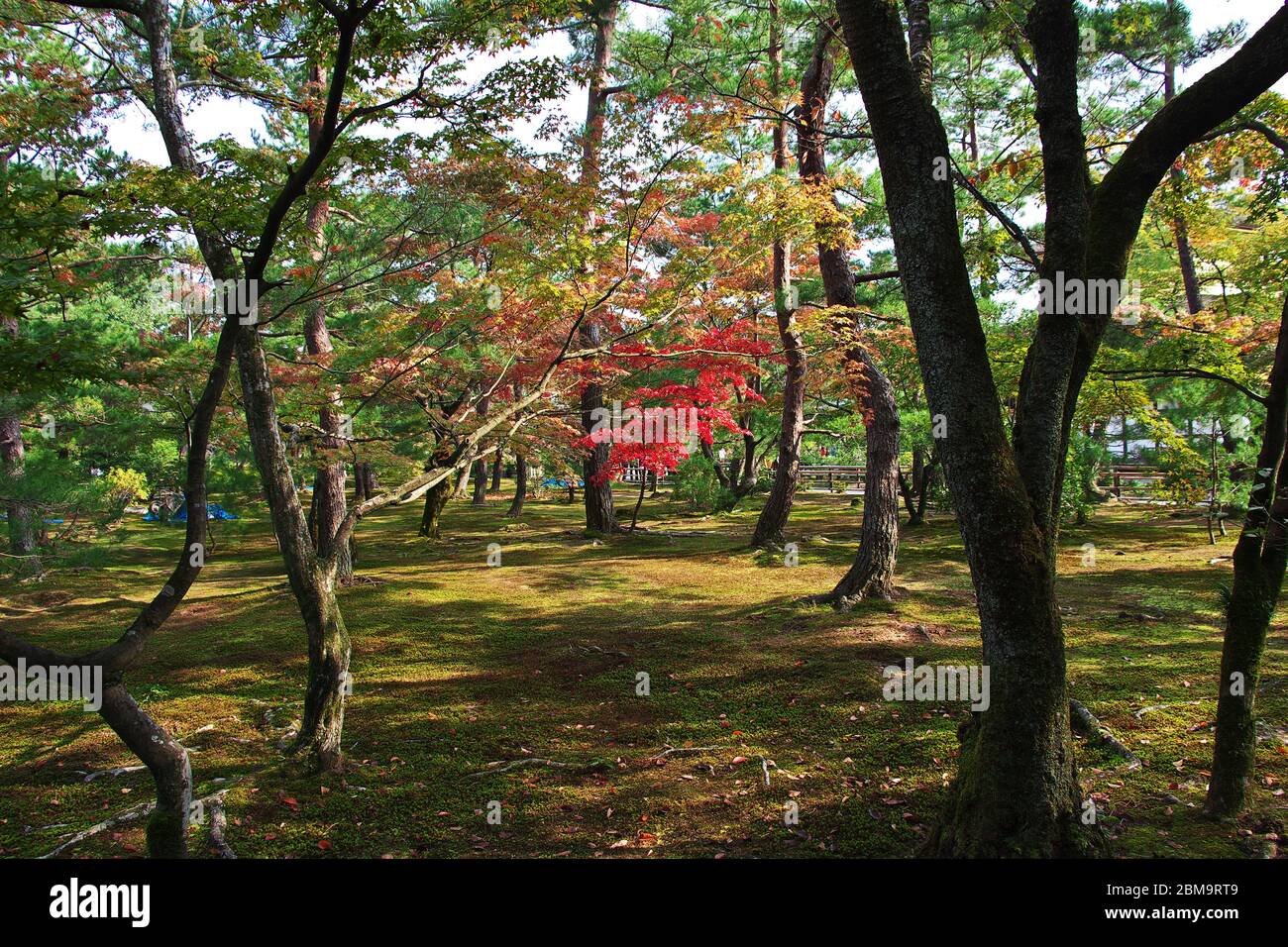 Red maples Momiji, Kyoto, Japan Stock Photo - Alamy