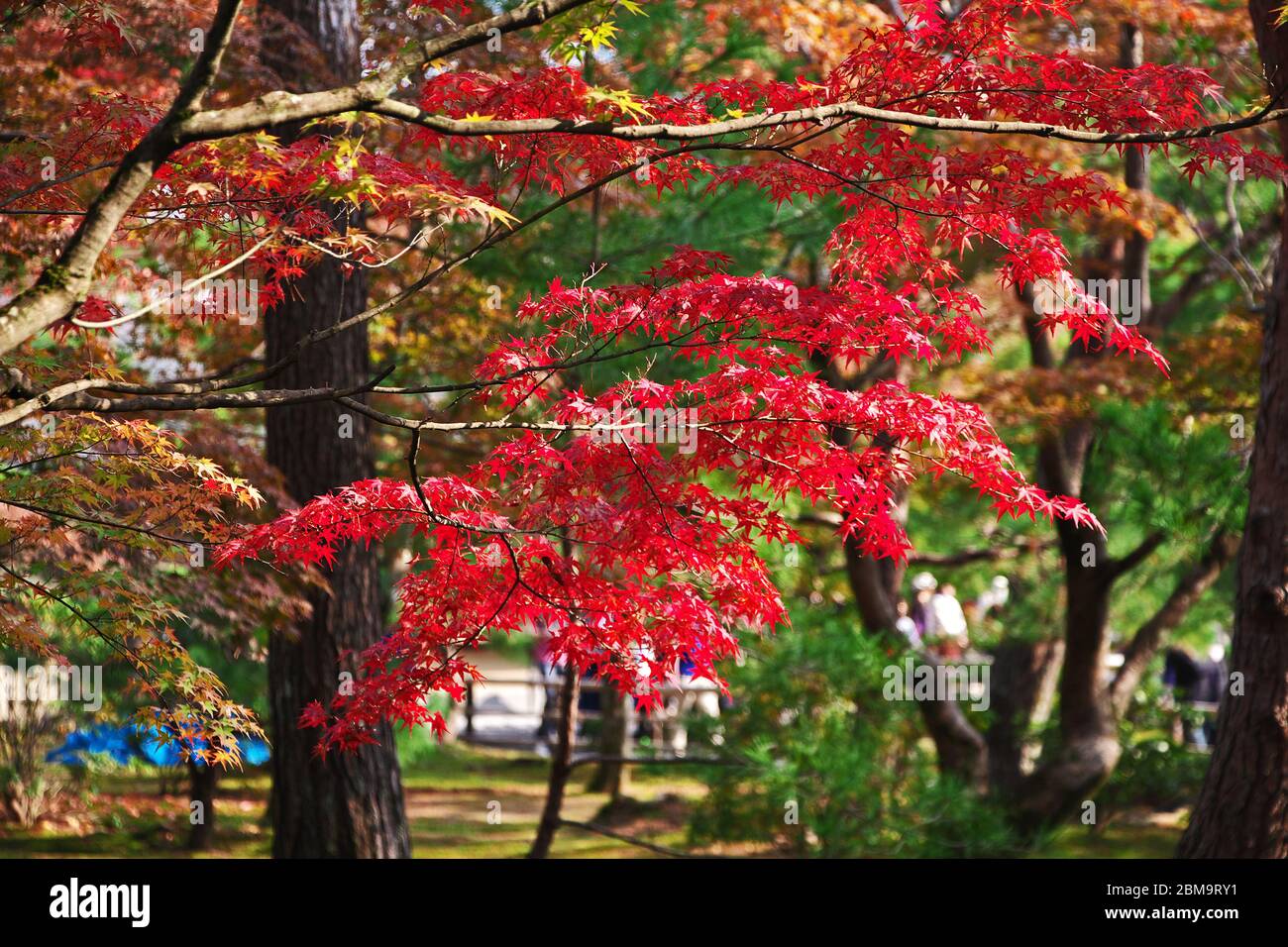 Red maples Momiji, Kyoto, Japan Stock Photo - Alamy
