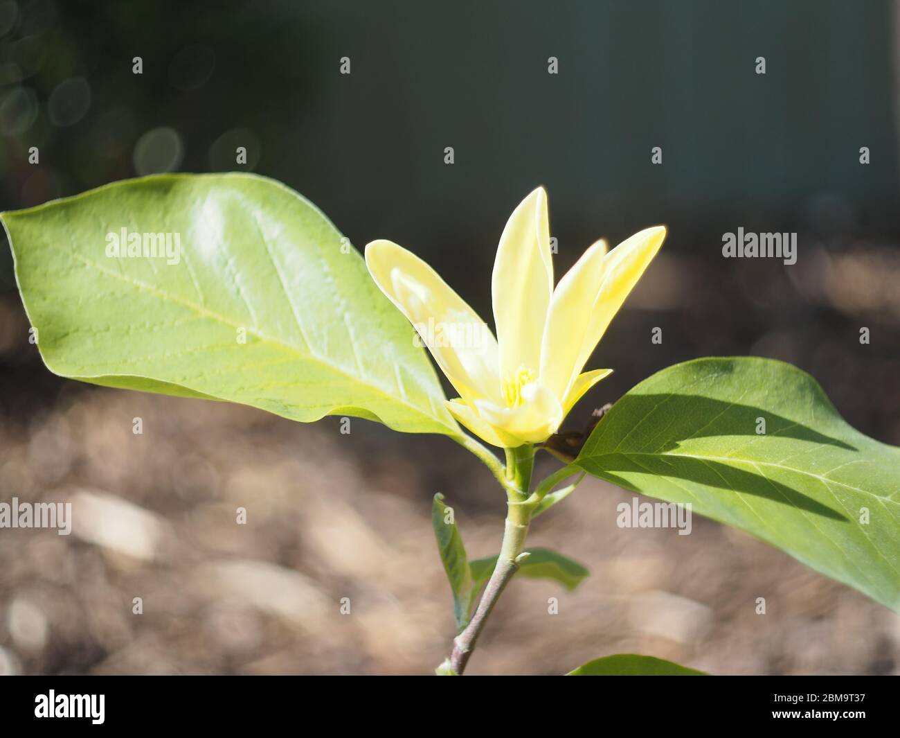 Yellow daphne hi-res stock photography and images - Alamy
