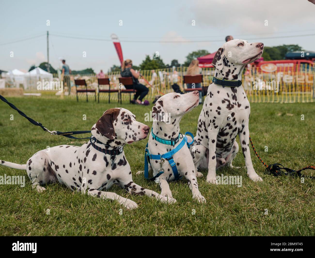 101 dalmations hi-res stock photography and images - Alamy