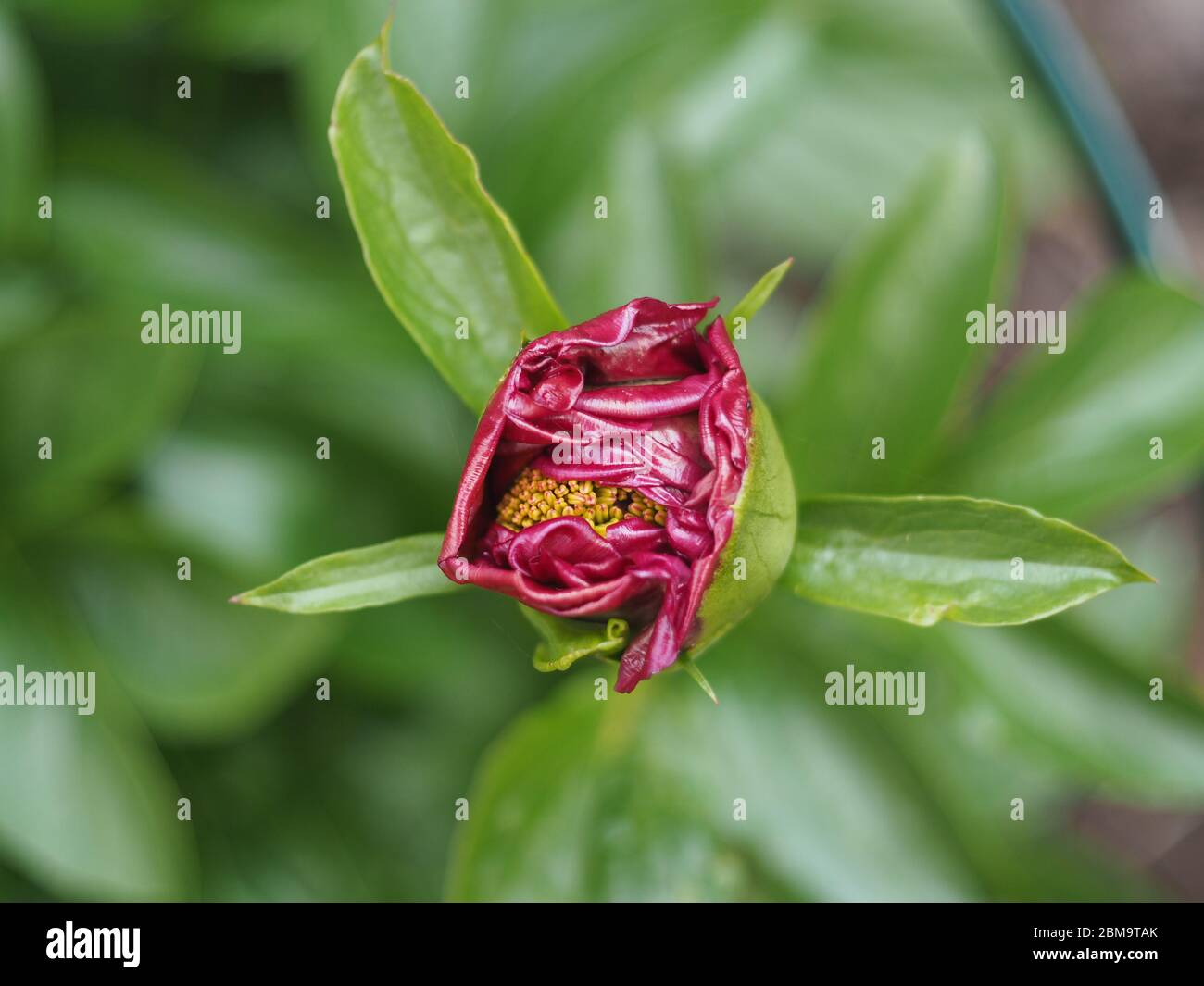Deep red Peony bud about to open Stock Photo - Alamy