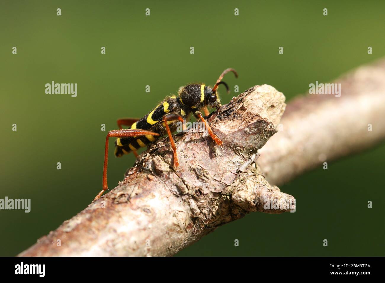 Pretty wasp hi-res stock photography and images - Alamy