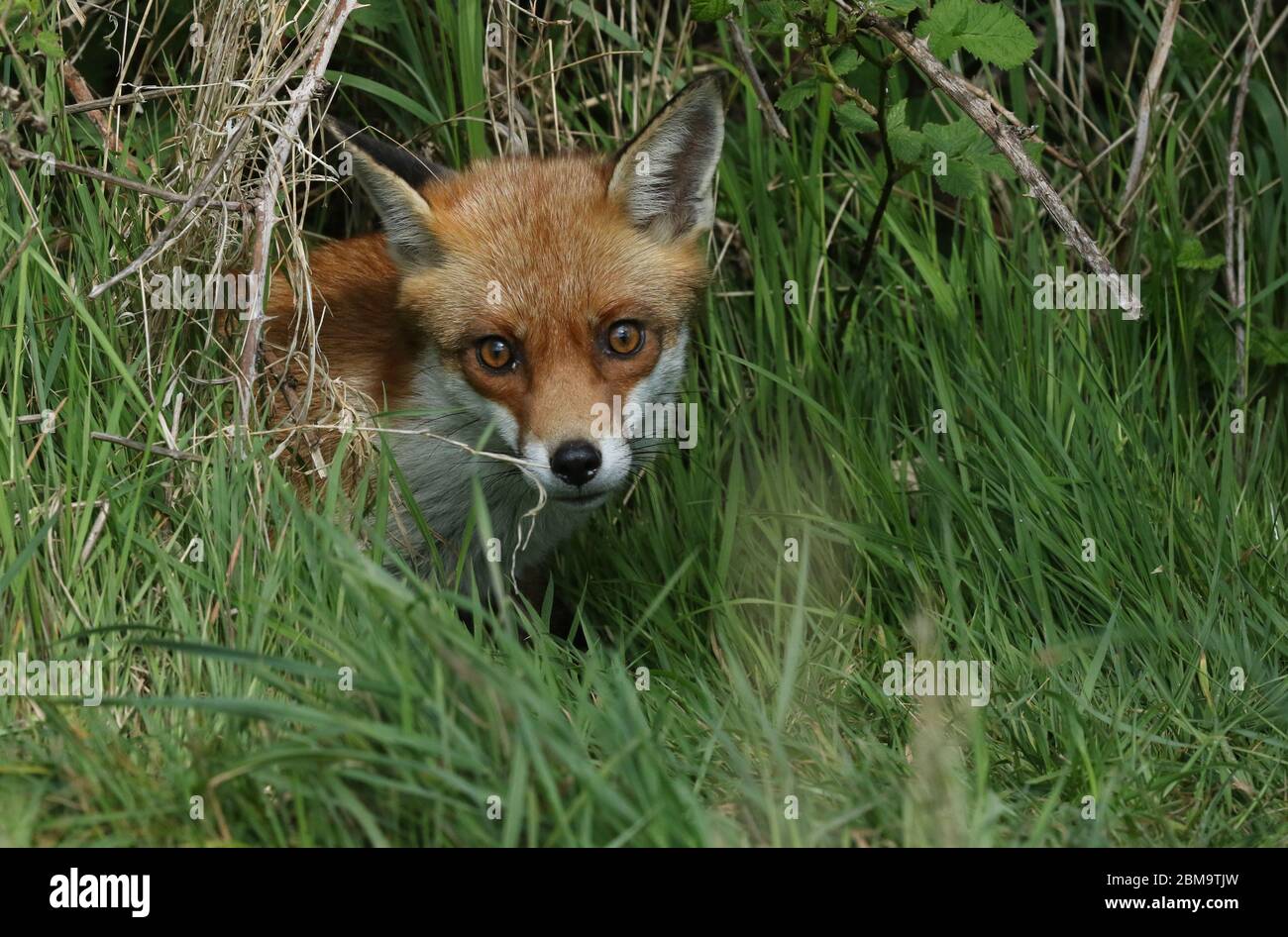 Go red fox hi-res stock photography and images - Alamy