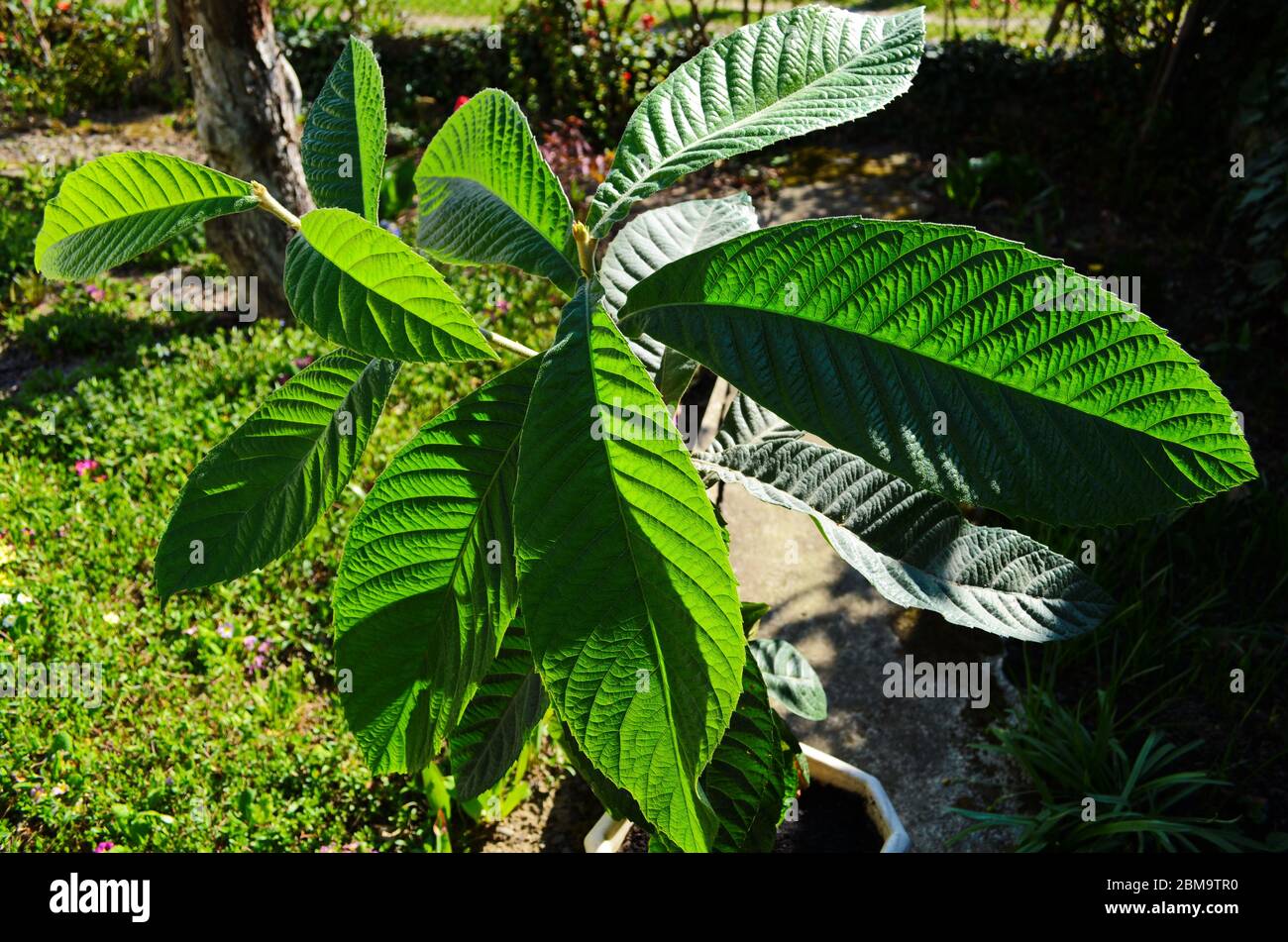 Loquat new leaves hi-res stock photography and images - Alamy