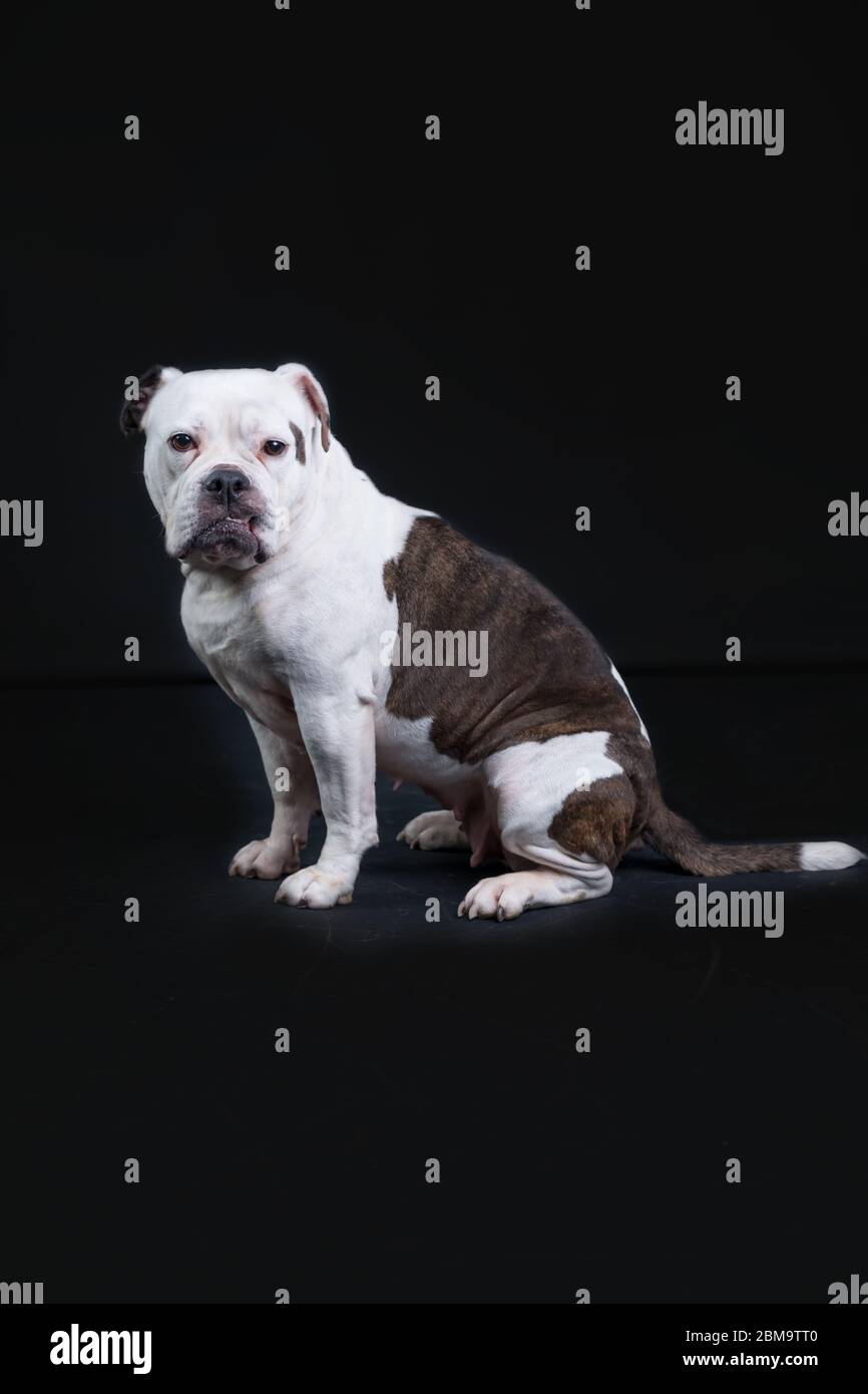 Portret of a large and beautiful old English bulldog breed dog, full ...