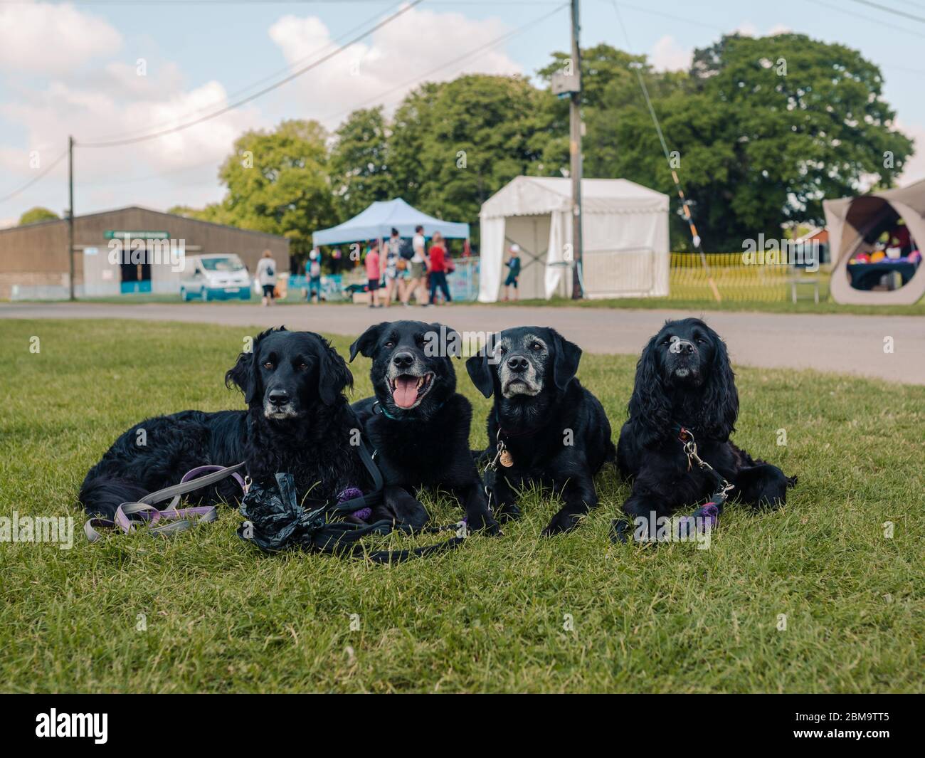 Outside portraits of dogs hi-res stock photography and images - Alamy
