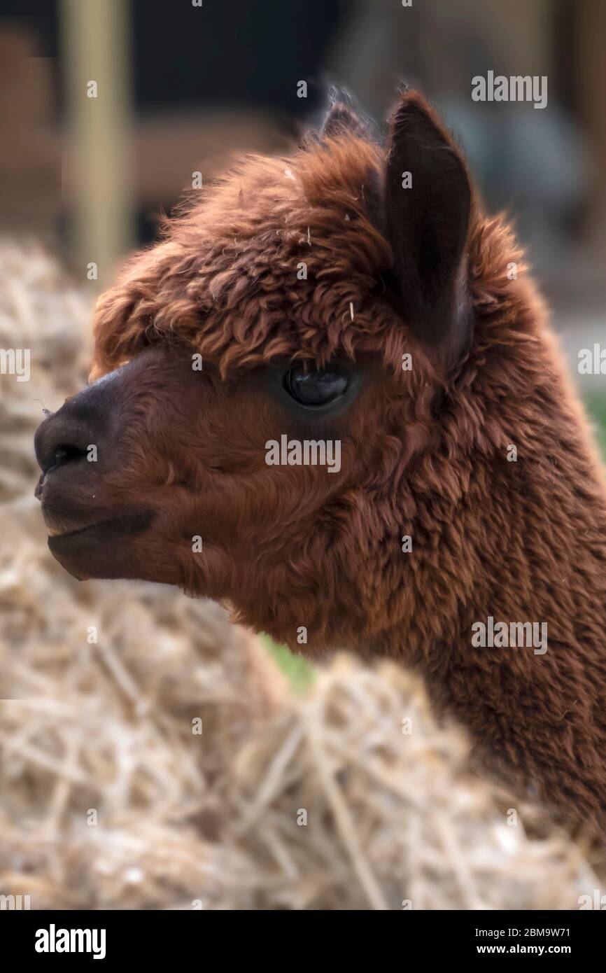 Brown Alpaca in front of a bump of staw Selective focus on the head ...