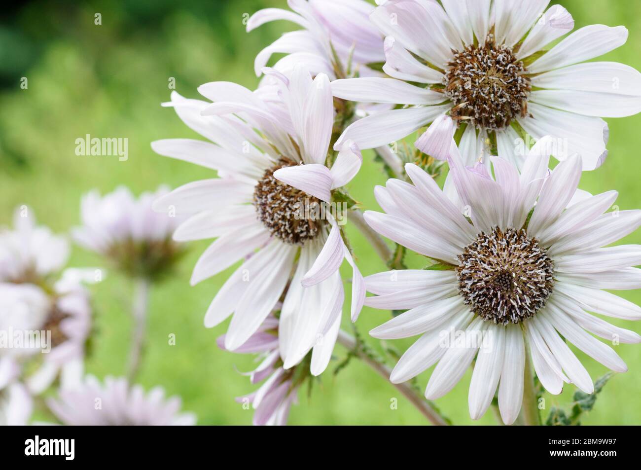 White flowers of Berkheya purpurea Silver Spike, silver spike, African ...