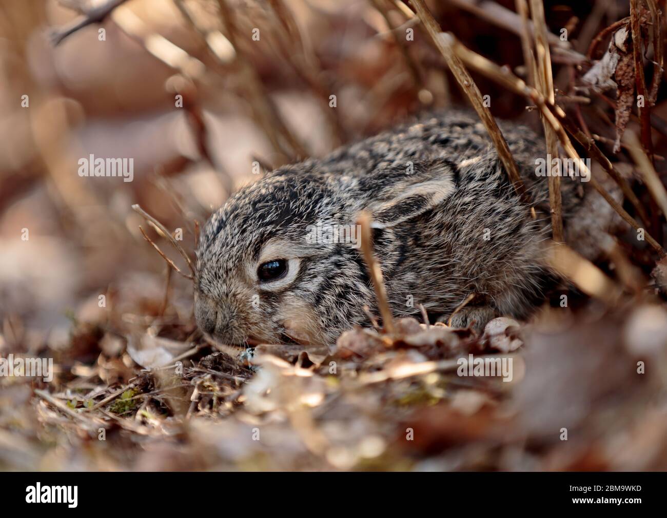 A new born european hare baby hiding in bushes Stock Photo - Alamy
