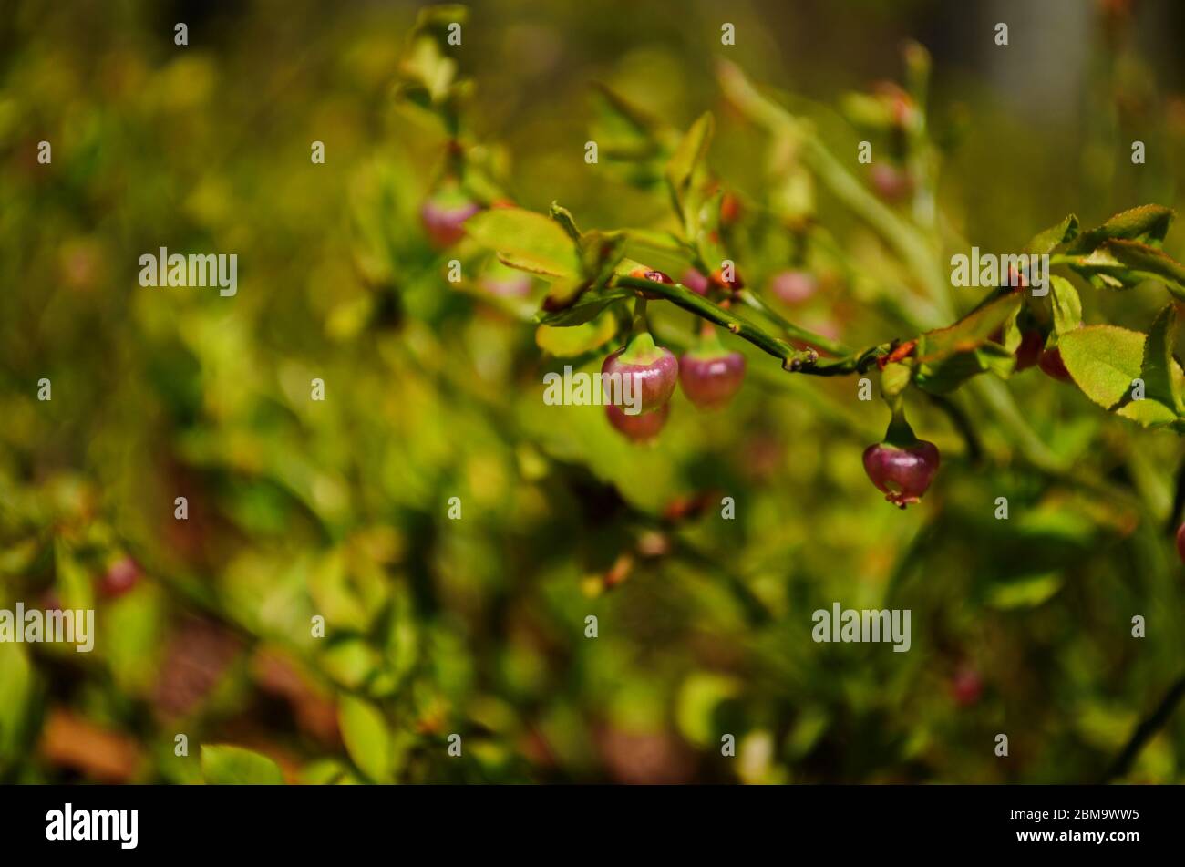 A flowering common bilberry shrub. Season: Summer 2018. Location ...