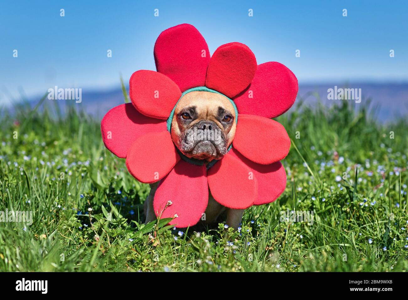 Spring Flower Memes