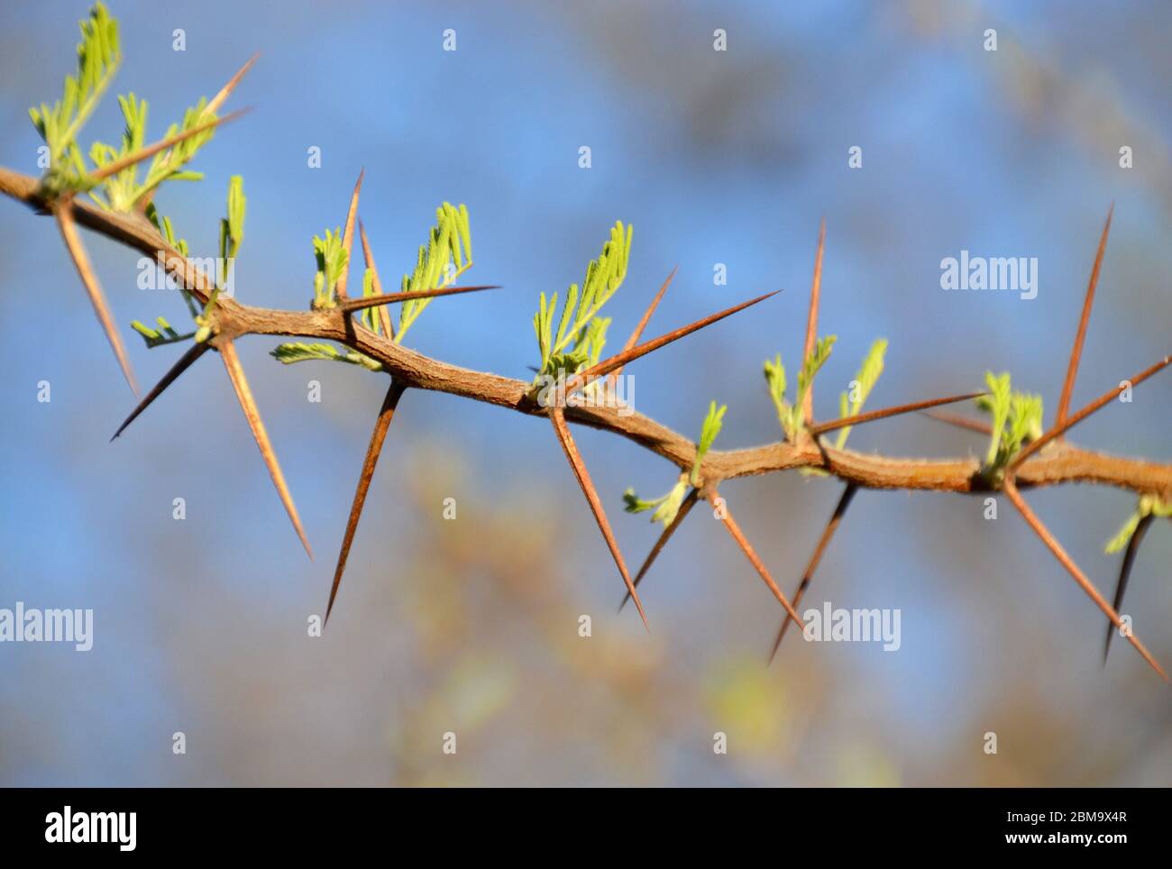 Isolated tree branch with long, sharp dangerous thorns against a soft ...