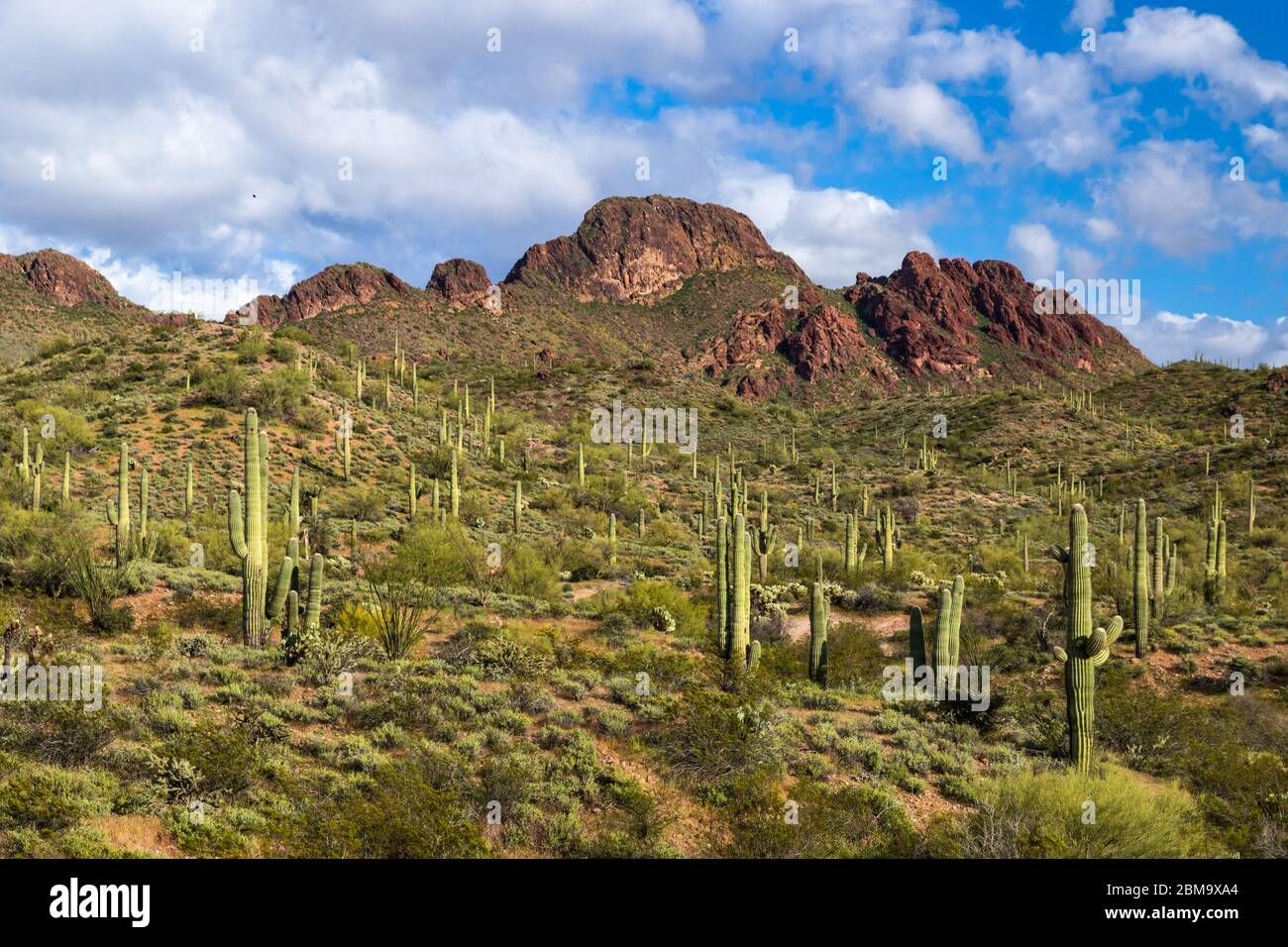 Tall cactus plants sonoran desert hi-res stock photography and images ...