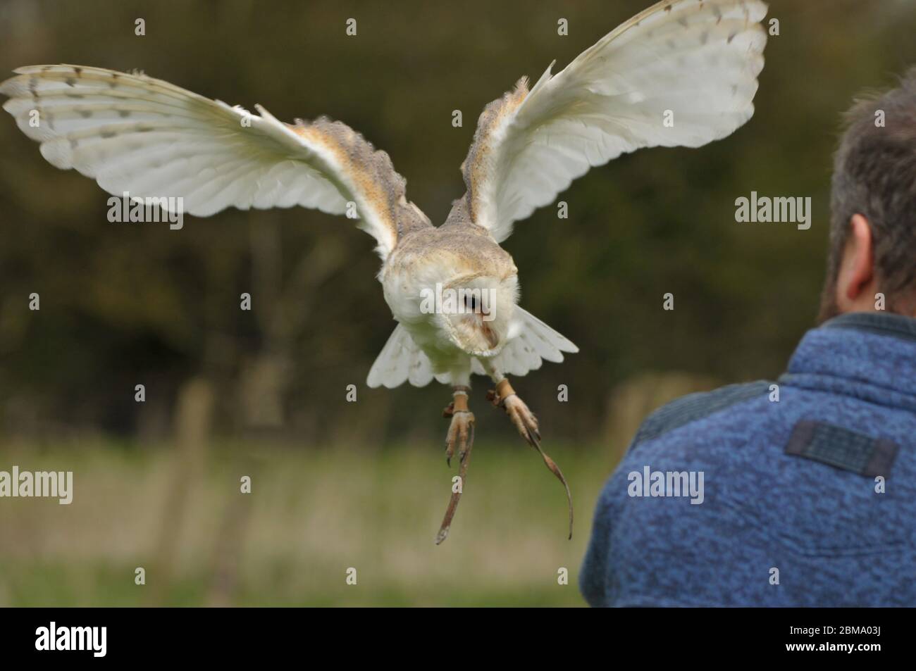 Burn owl Tyto alba in falconry Stock Photo - Alamy