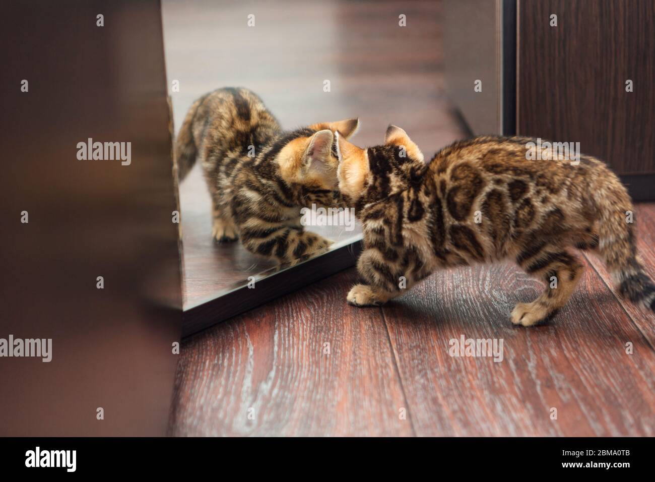 Cute curious bengal kitten looking into the mirror Stock Photo - Alamy