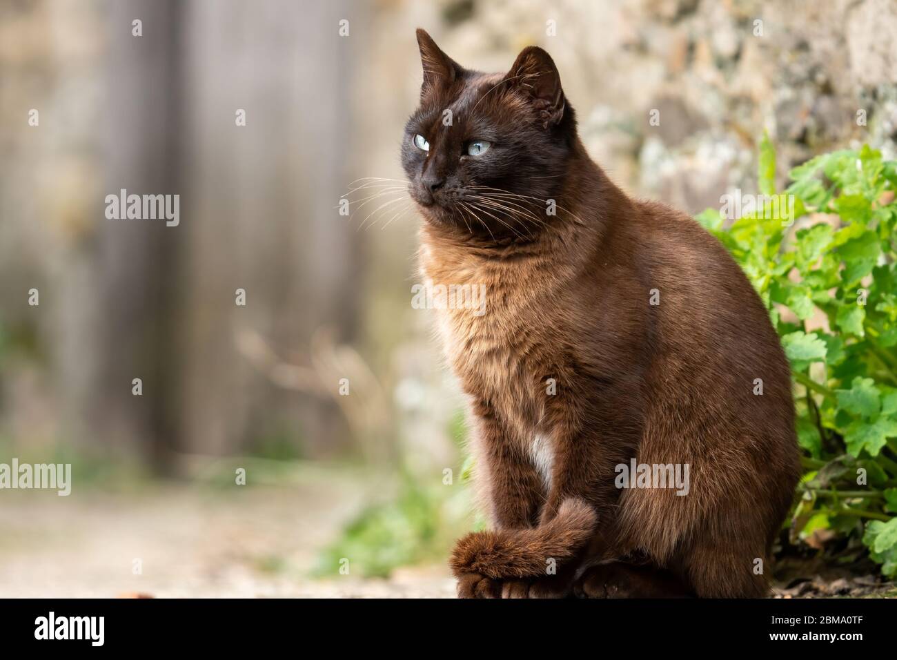 Standing siamese cat hi-res stock photography and images - Alamy