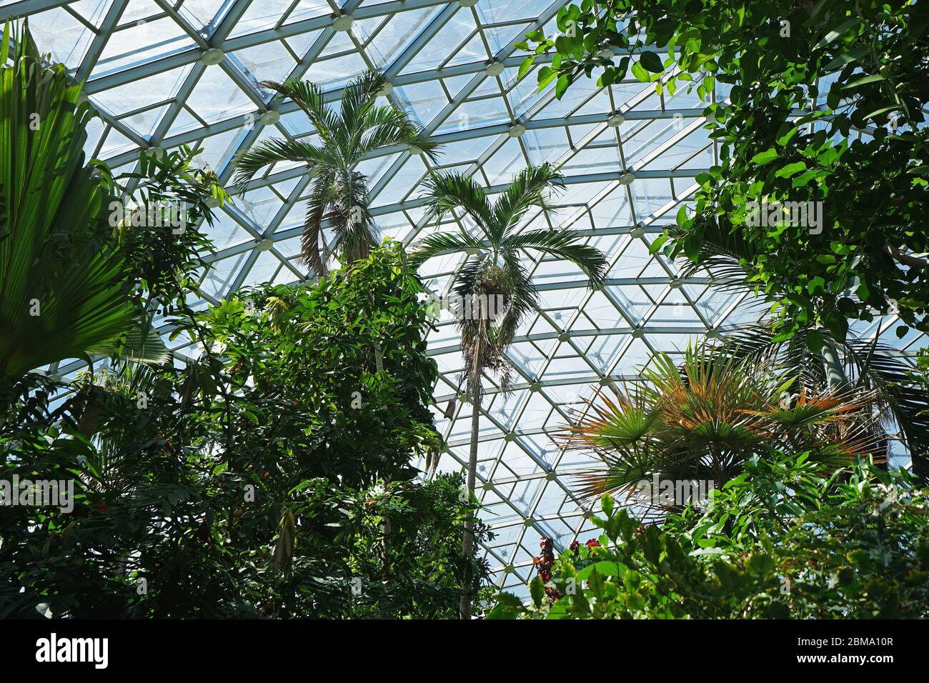 Tropical green rainforest in Climatron geodesic conservatory dome at ...