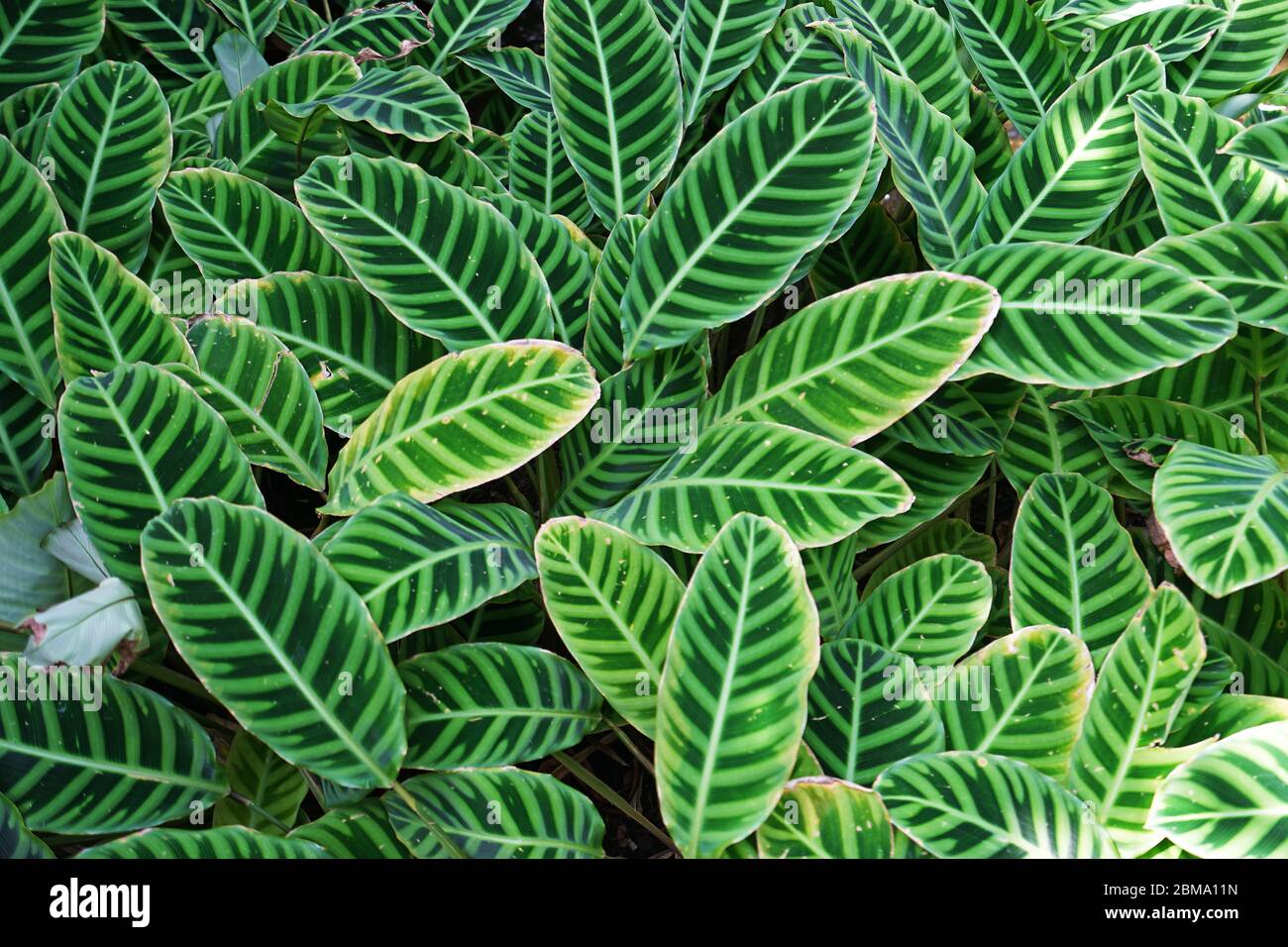 Zebra plants hi-res stock photography and images - Alamy
