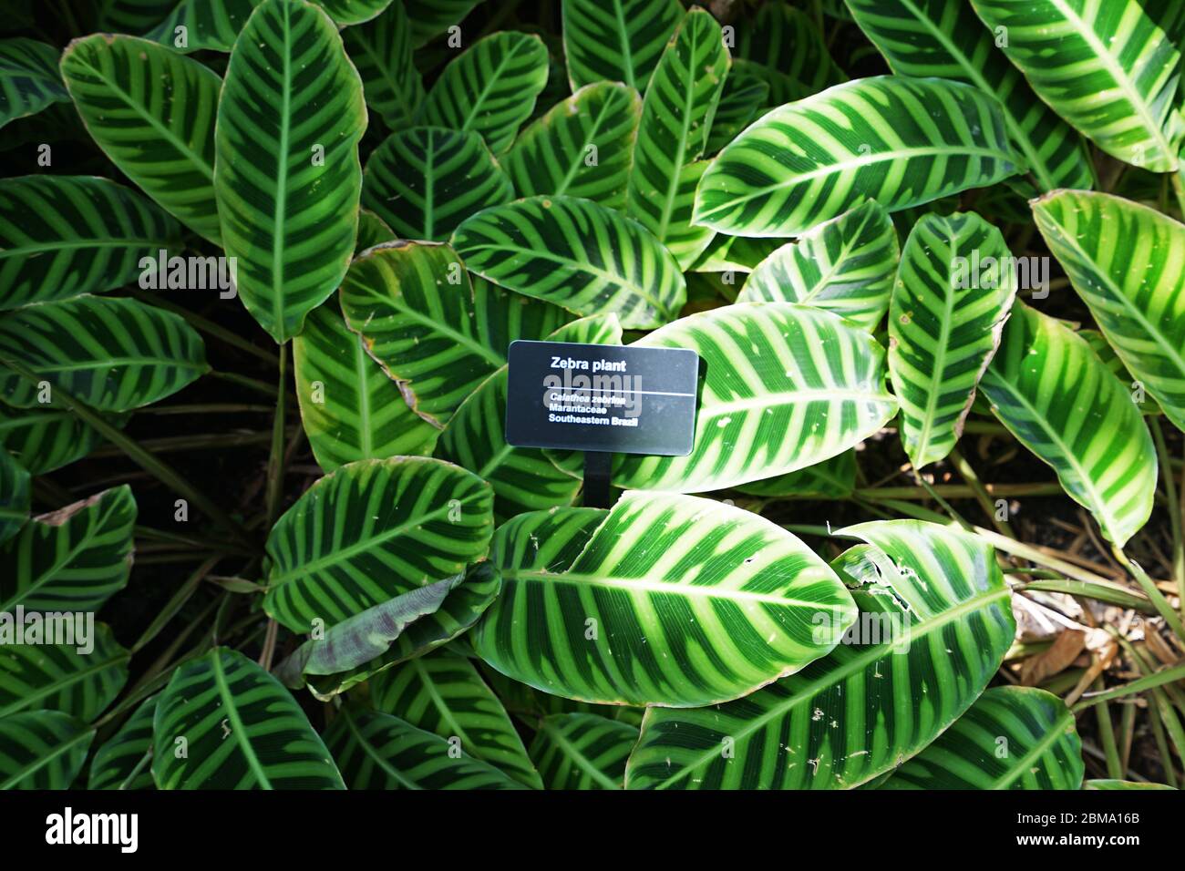 Zebra plant rainforest hi-res stock photography and images - Alamy