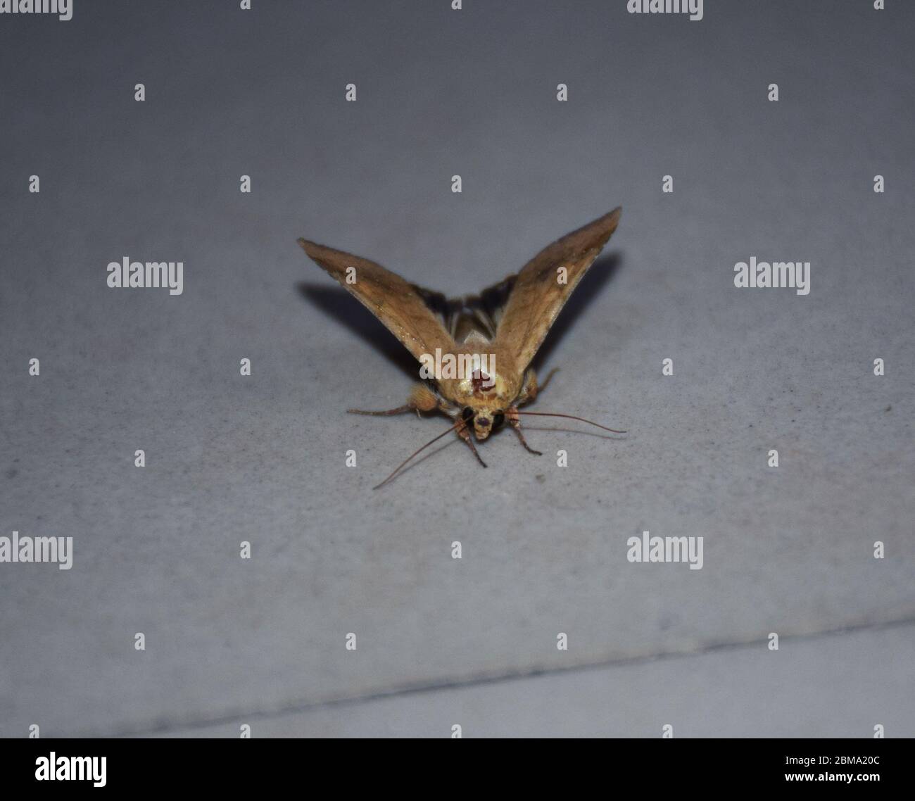A Moth sitting on a floor. They are closely related to butterflies ...