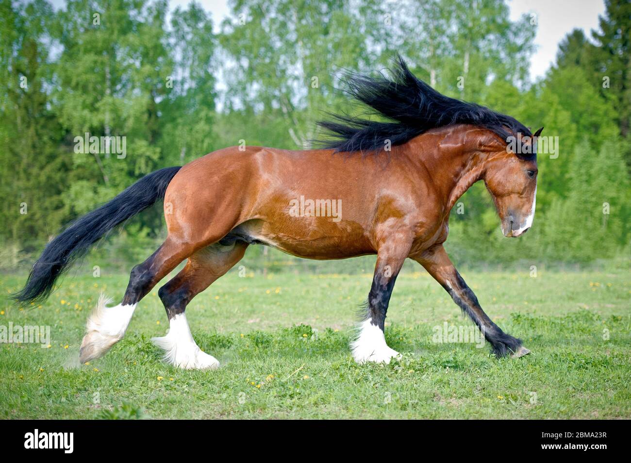 Draft Horses Running